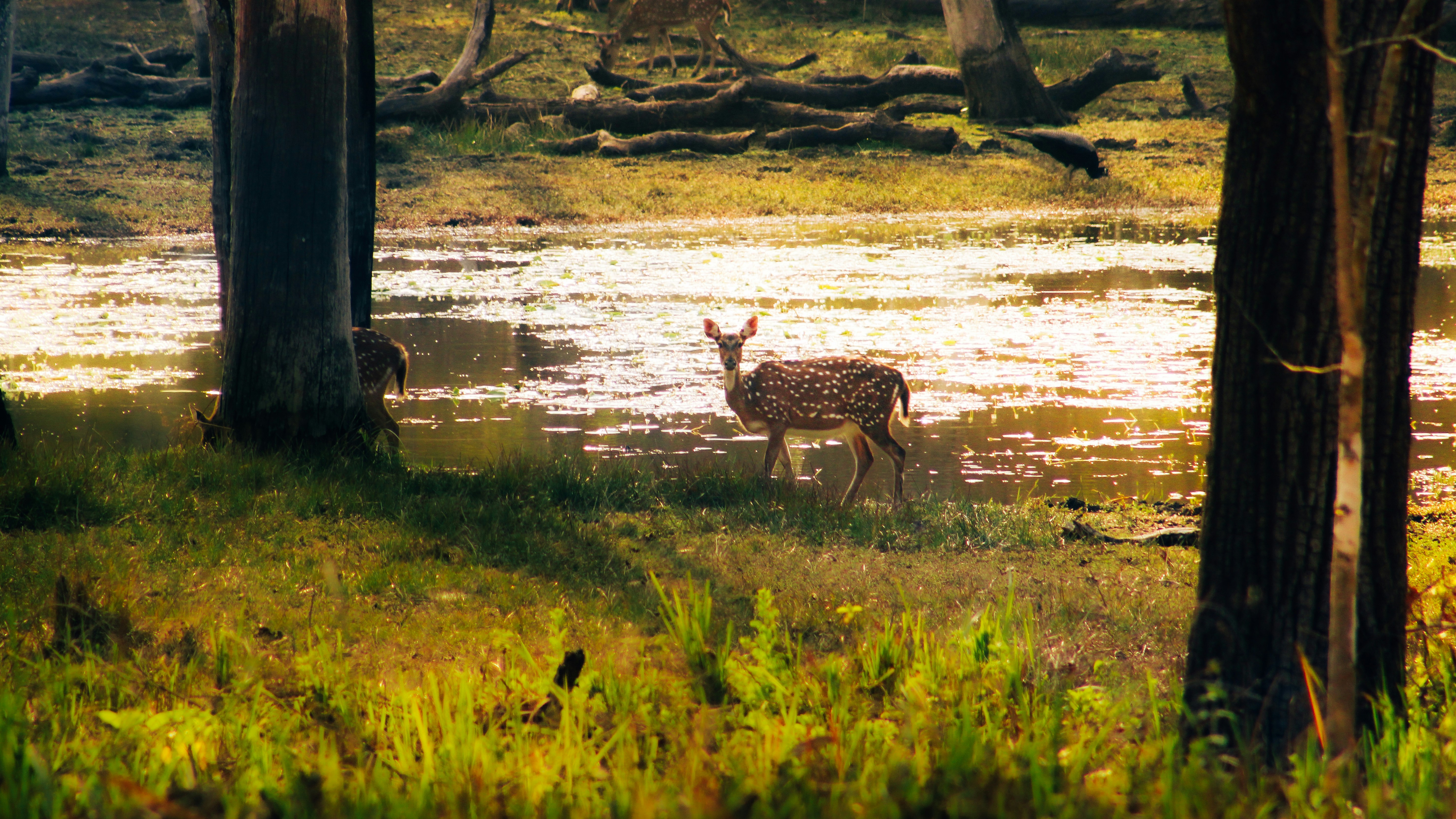 Dappled Fawn in a Quiet Forest Pool