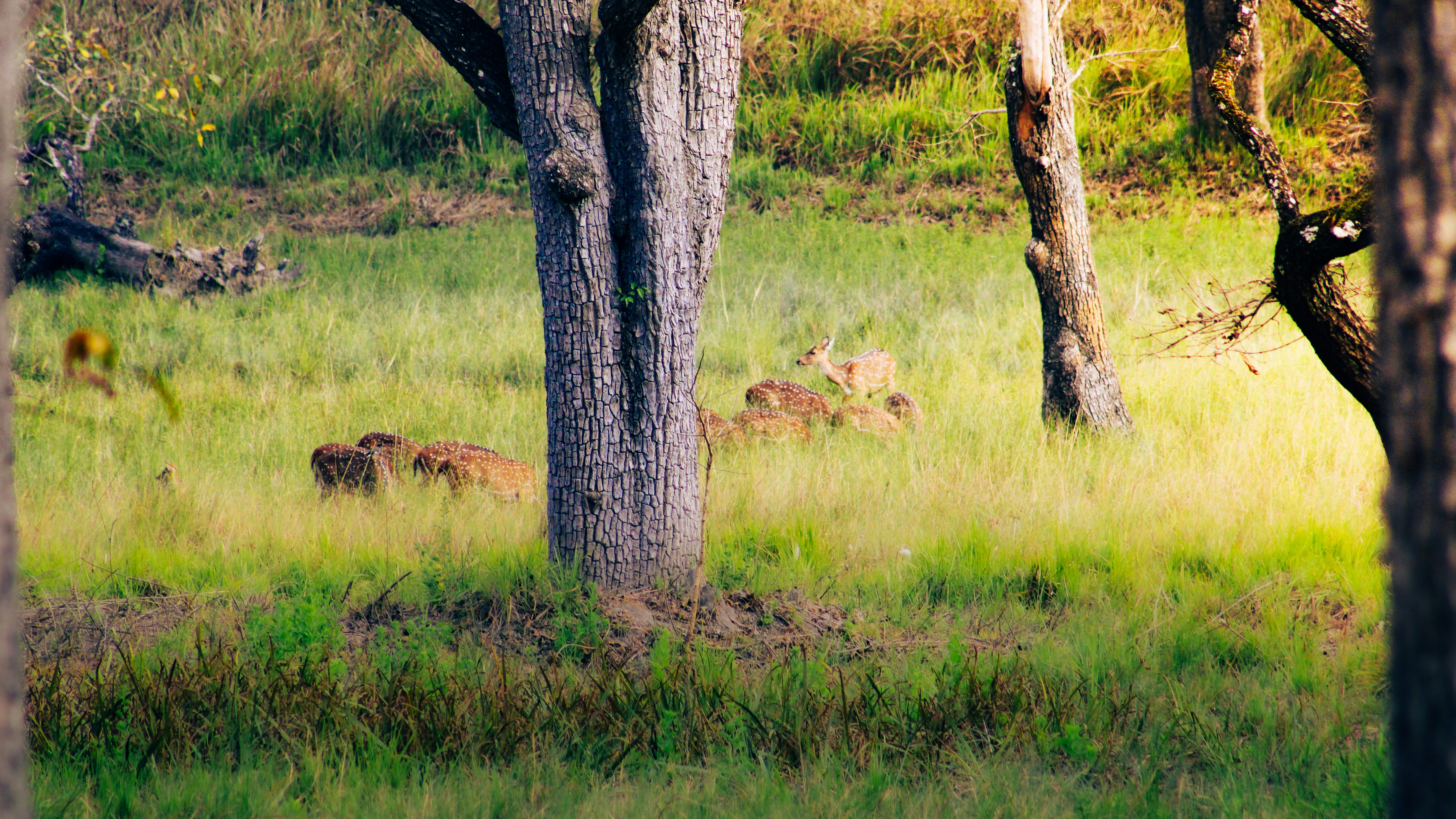 Quiet Herd at Dusk: Amid Grasses and Trees
