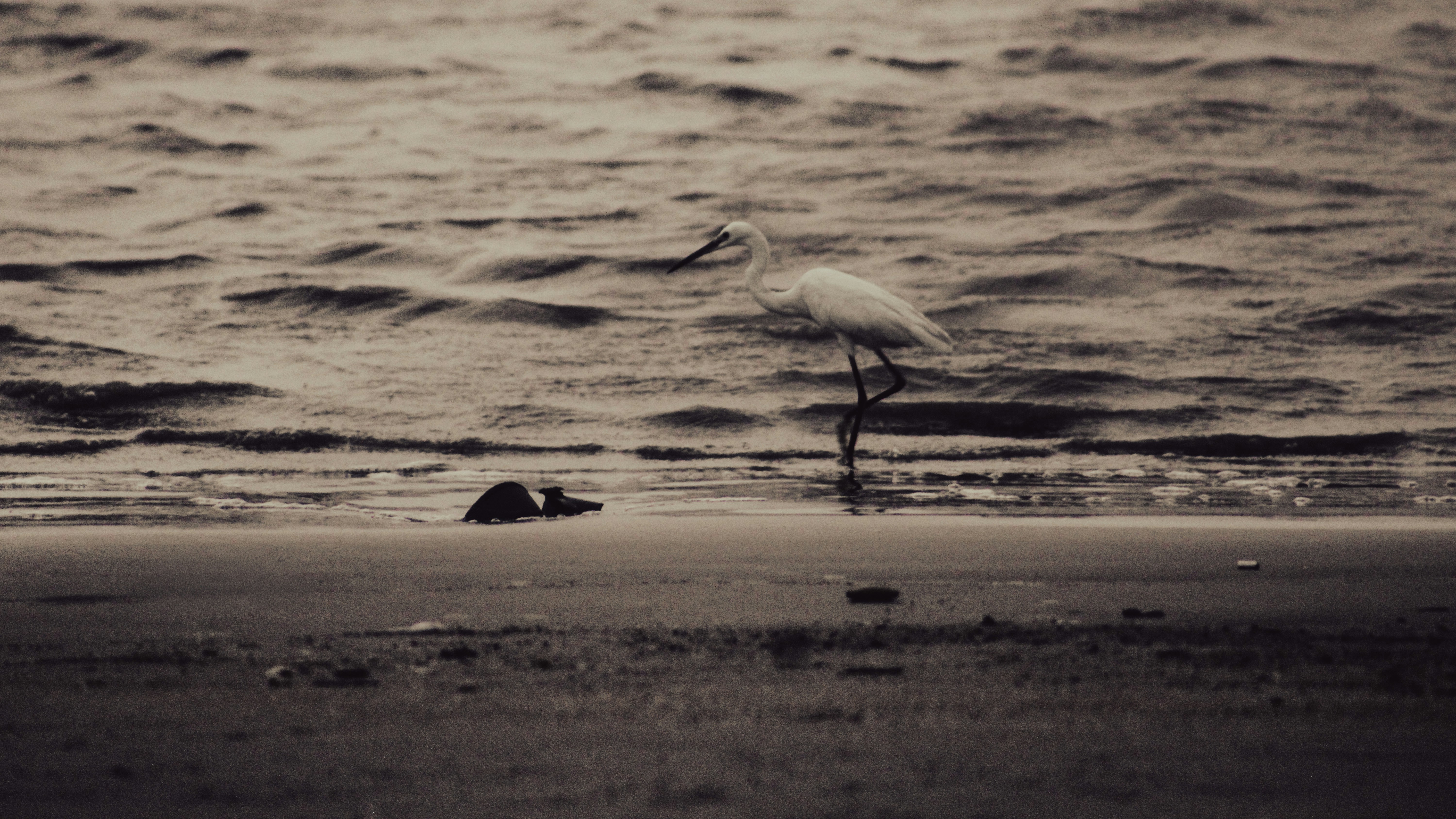 Sea Beacons: A Flamingo-Wader at Dusk on the Shore