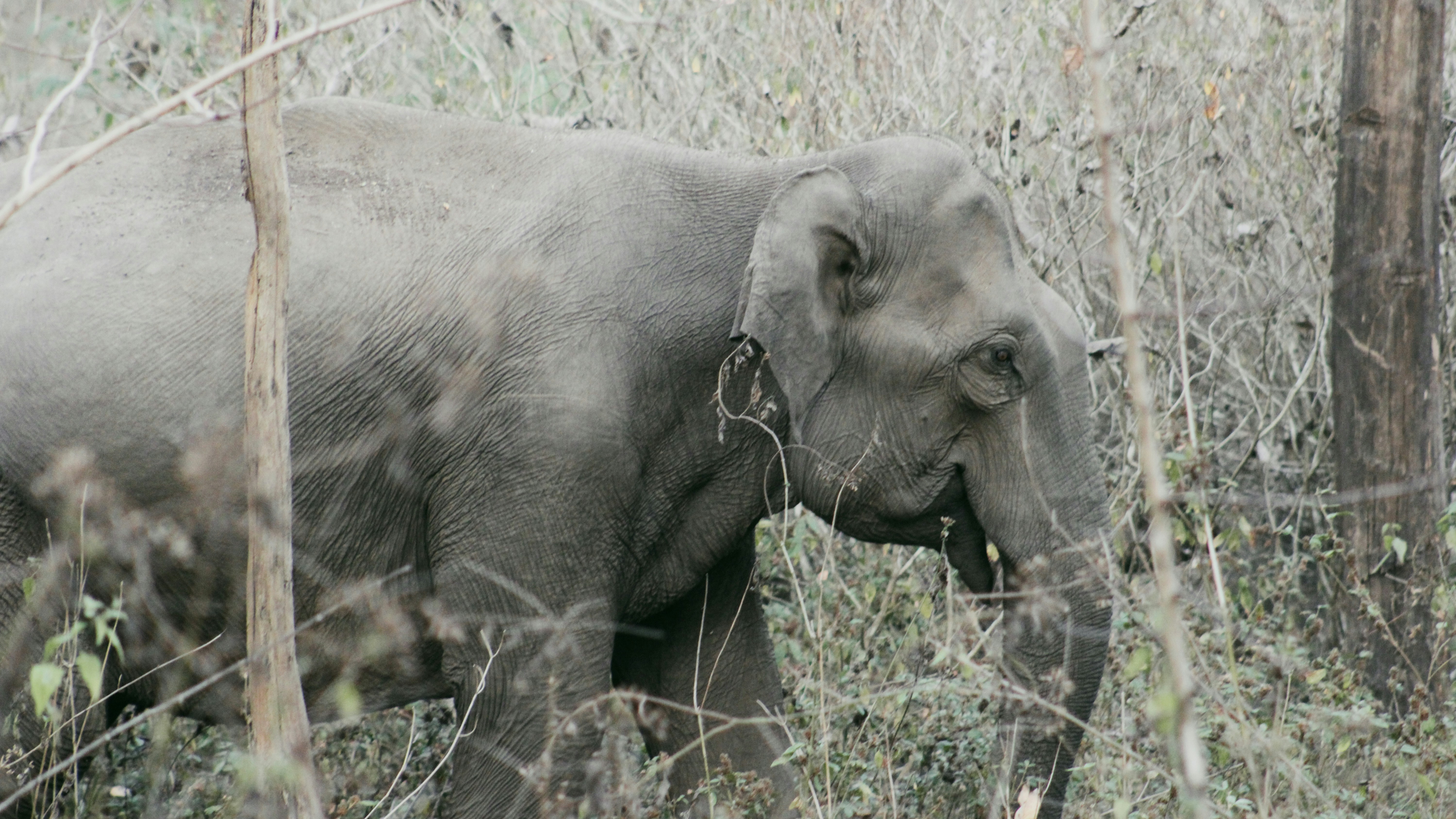 Quiet Presence: An Elephant Weighs Its Silence in a Thicket