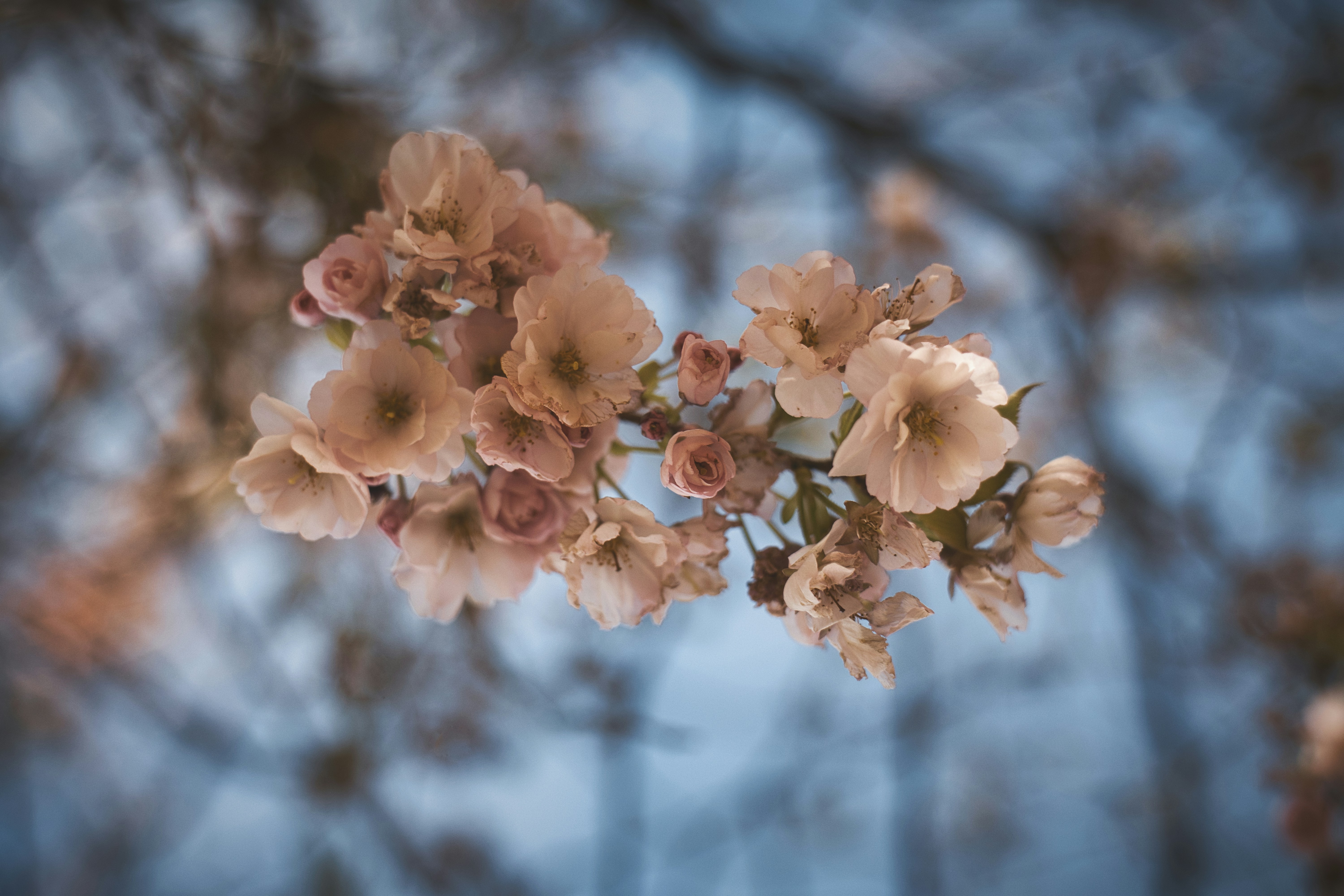 Blossoms in Verve: A Pale Petal Flush Against a Skyward Blur