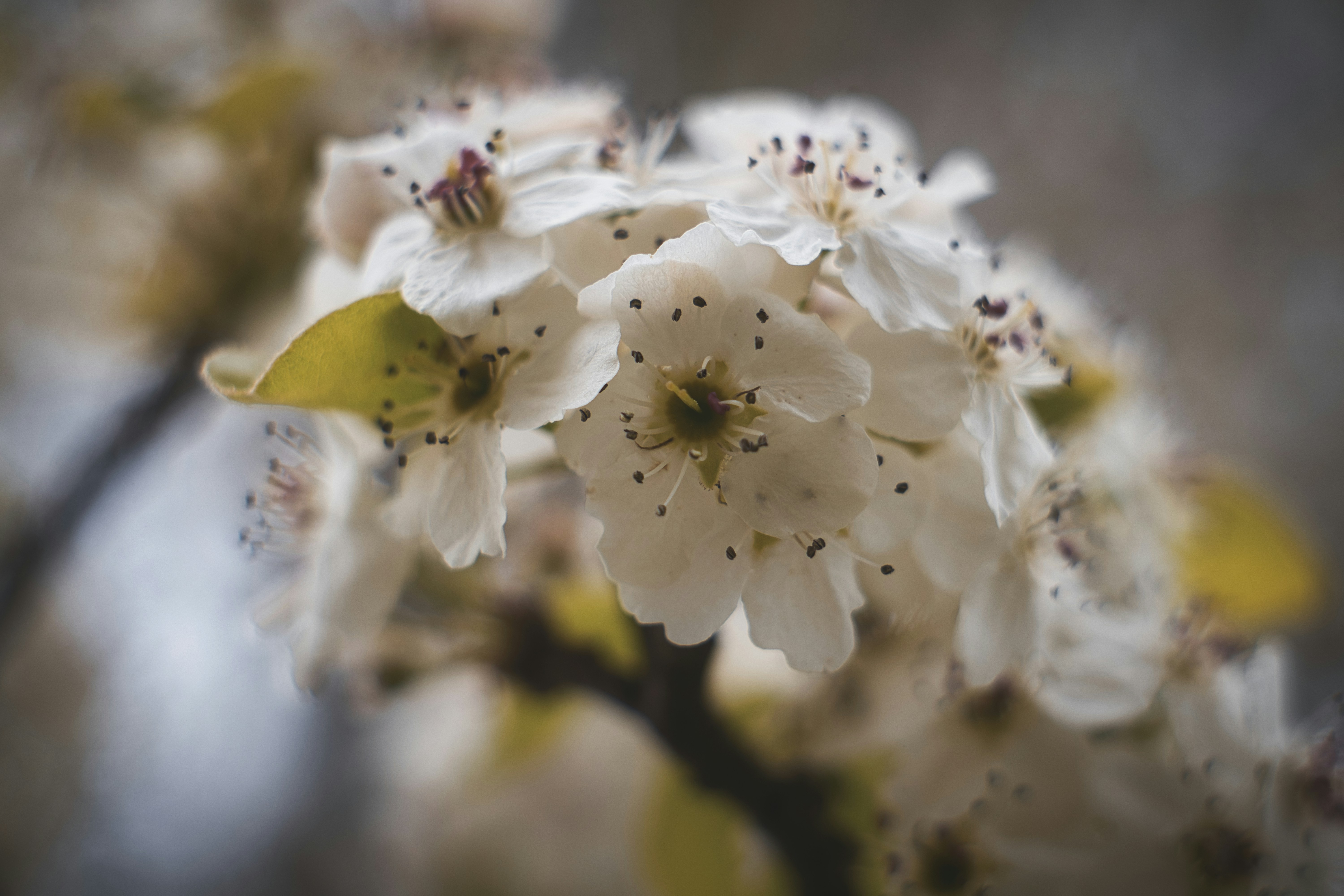 Petal Quartet: Soft White Blossoms in Spring Haze