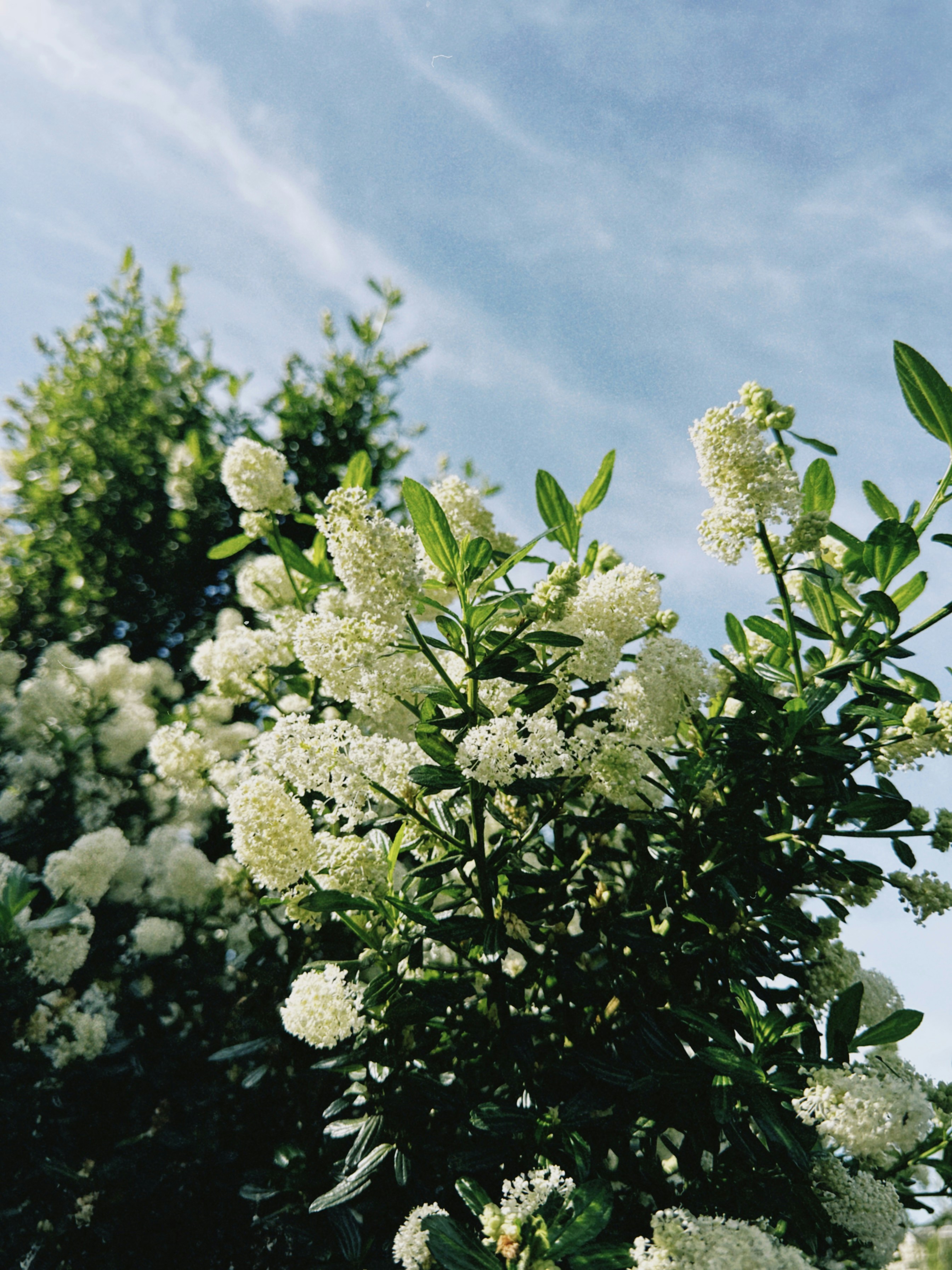 White-flowered shrub in sunlit garden under a clear blue sky