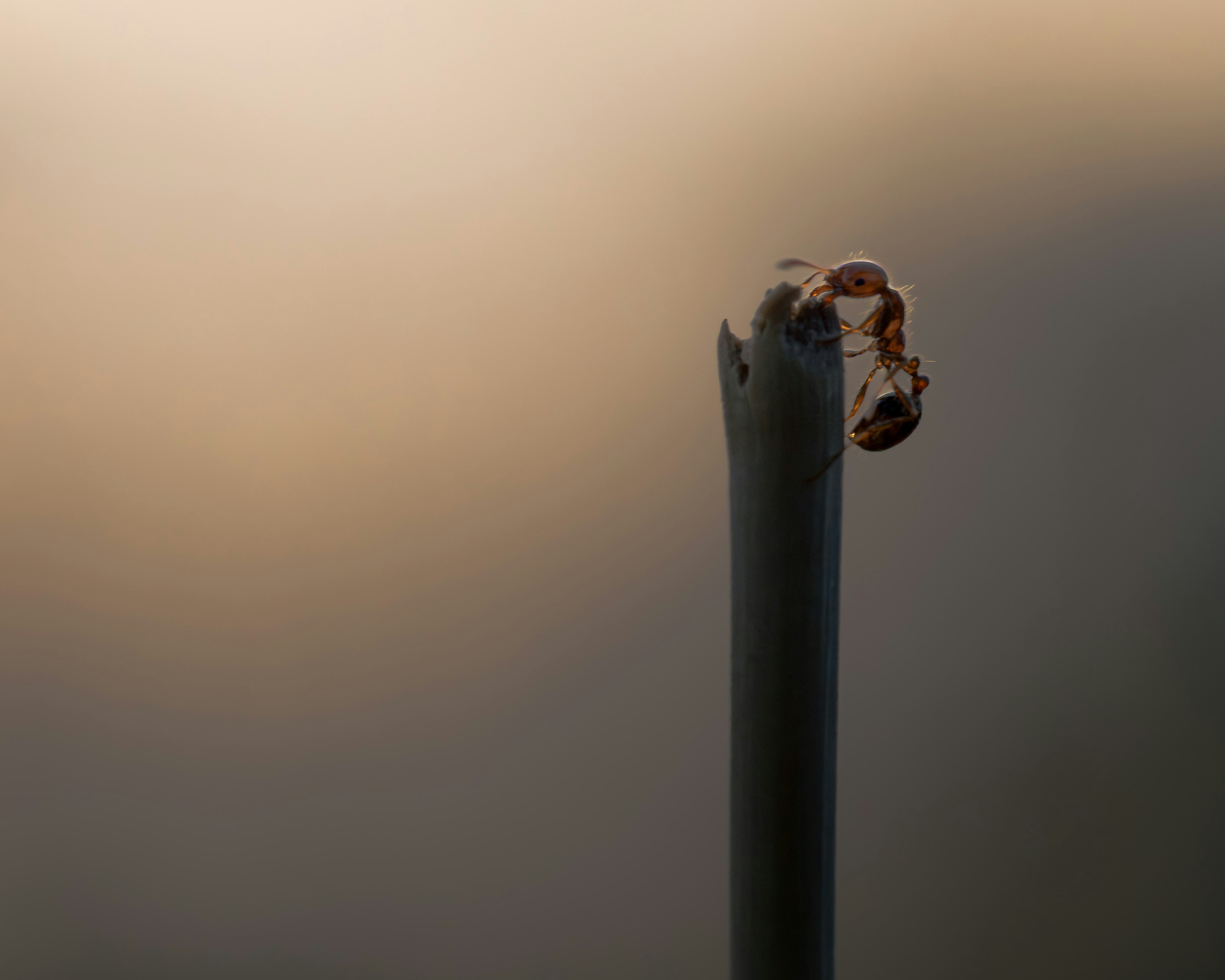 Dawn on a Dethatched Bloom: A Macro Moment