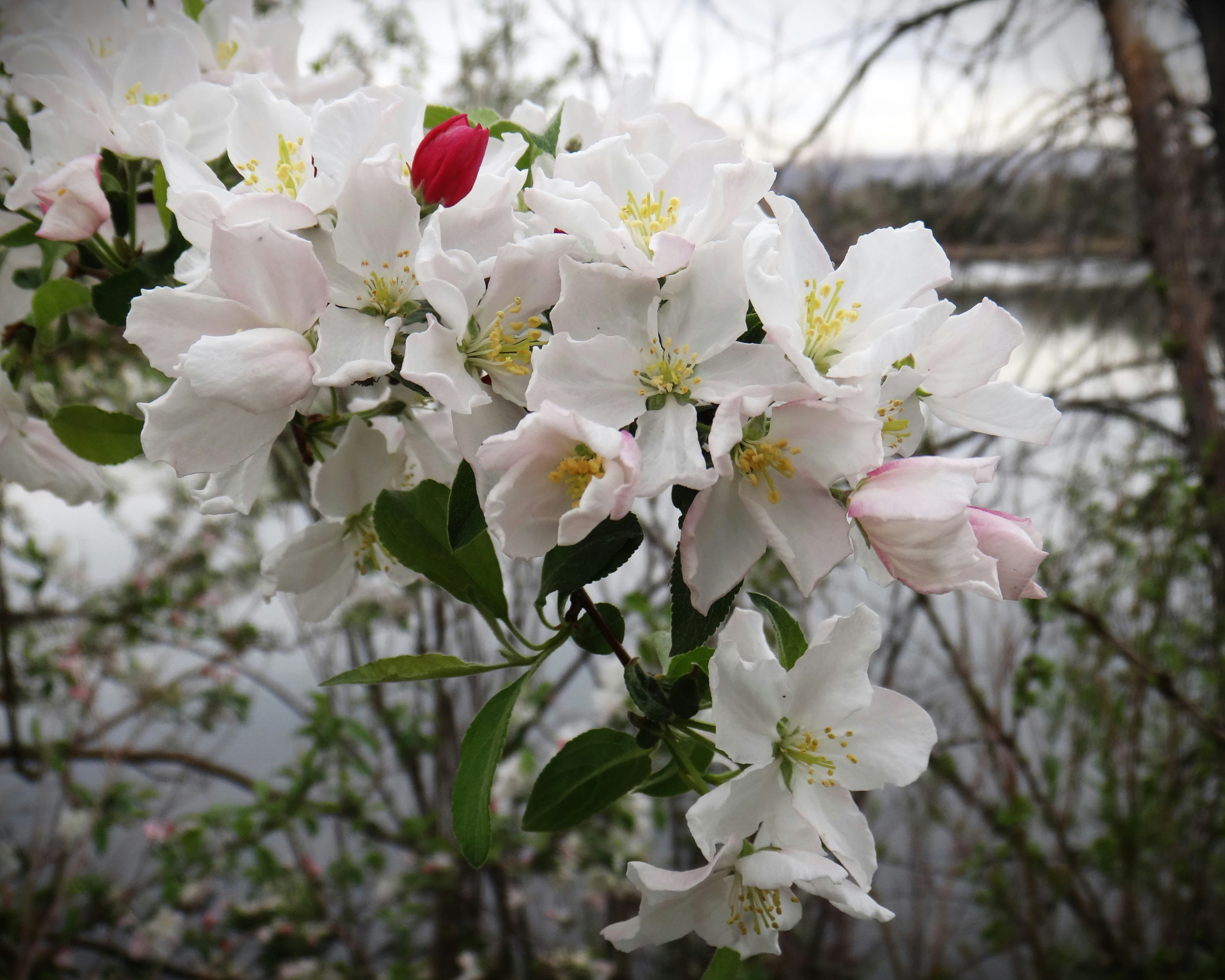 Floral Cascade of White Apple Blossoms by a Quiet Riverbank
