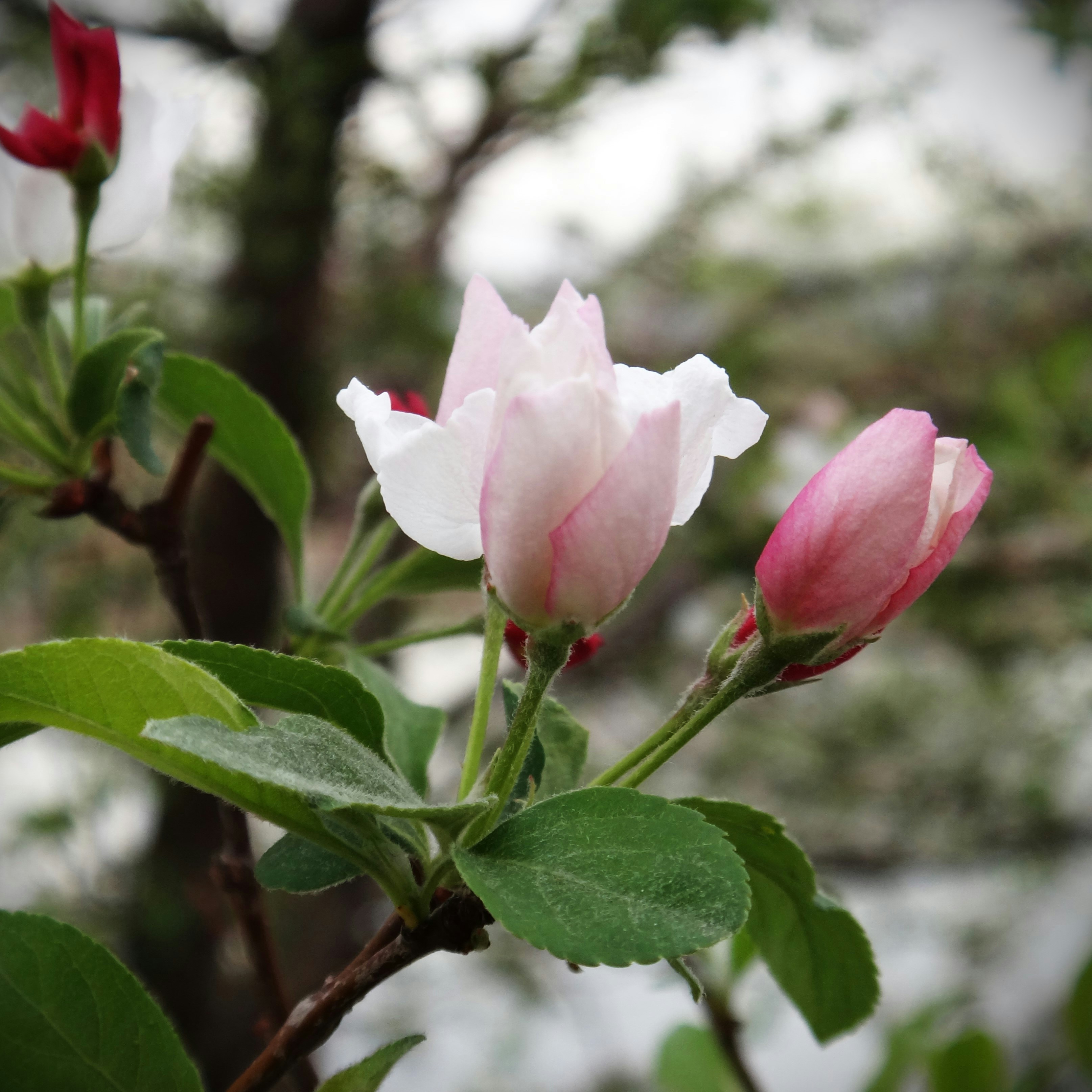 Petal Promise: Delicate Pink Buds in a Soft Garden Blur