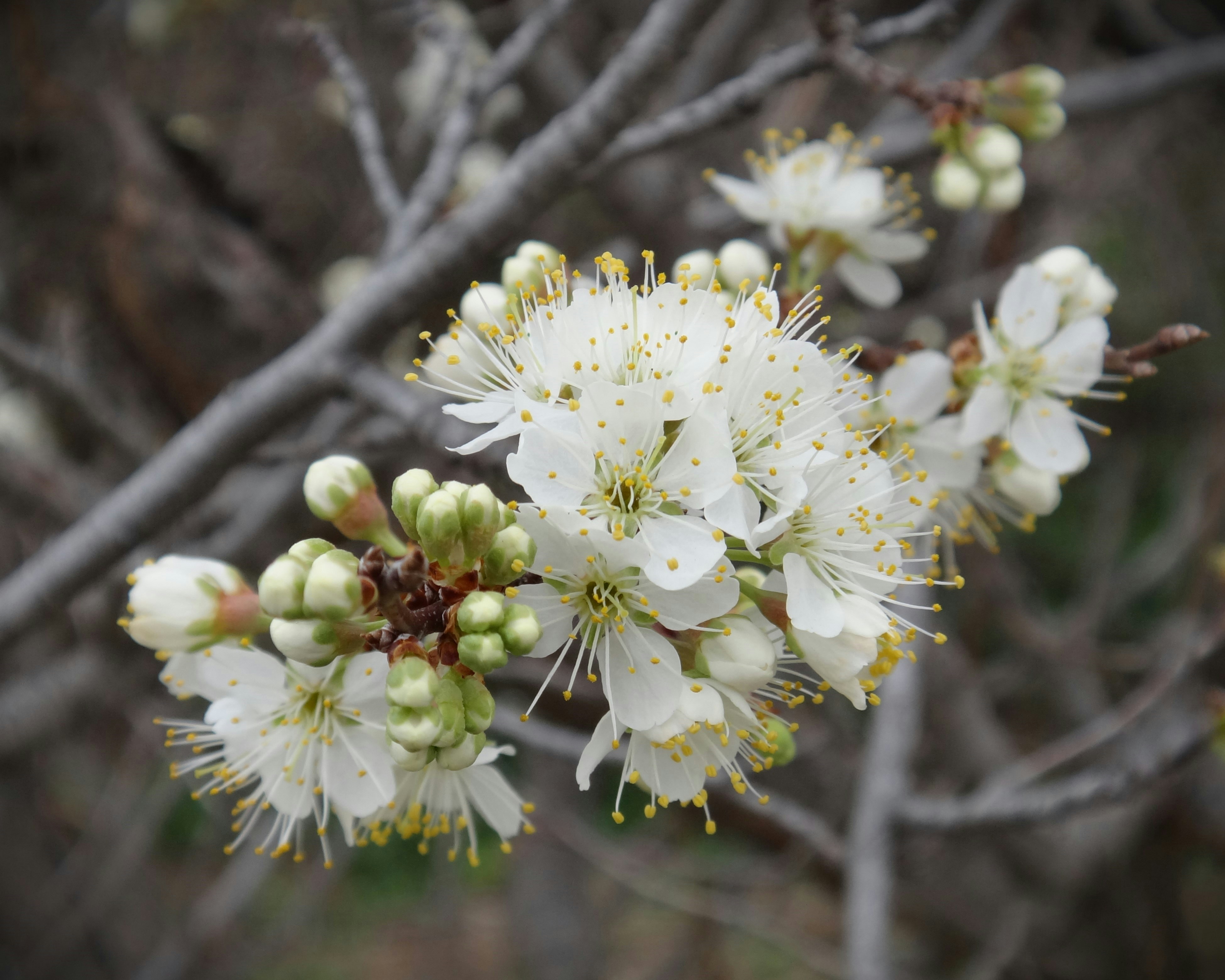 White Blossom Cluster: Delicate Aerials of Spring