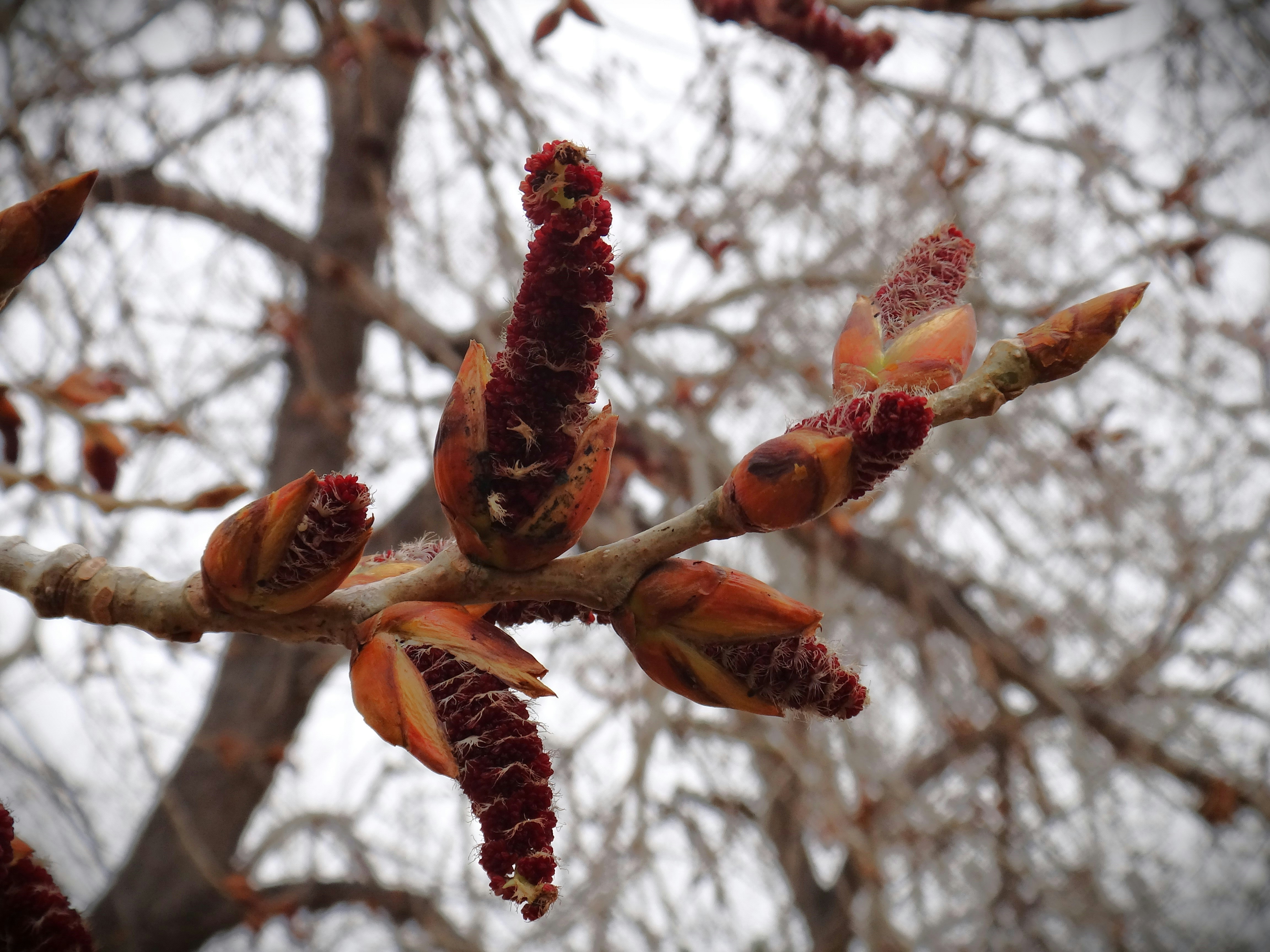 Emerald Buds in Winter Light