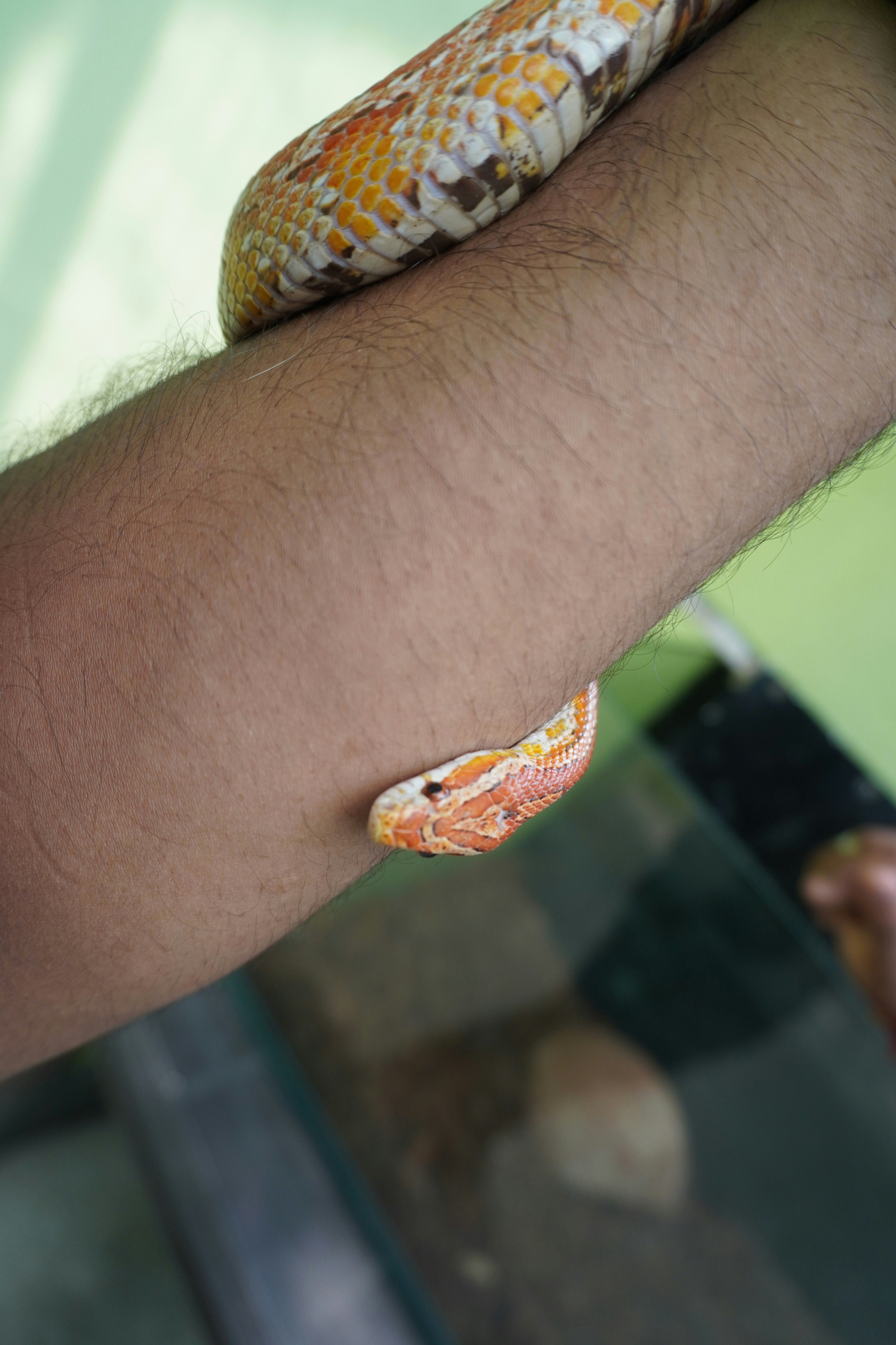 Scaled Coil: A snake clings to skin in a sunlit moment
