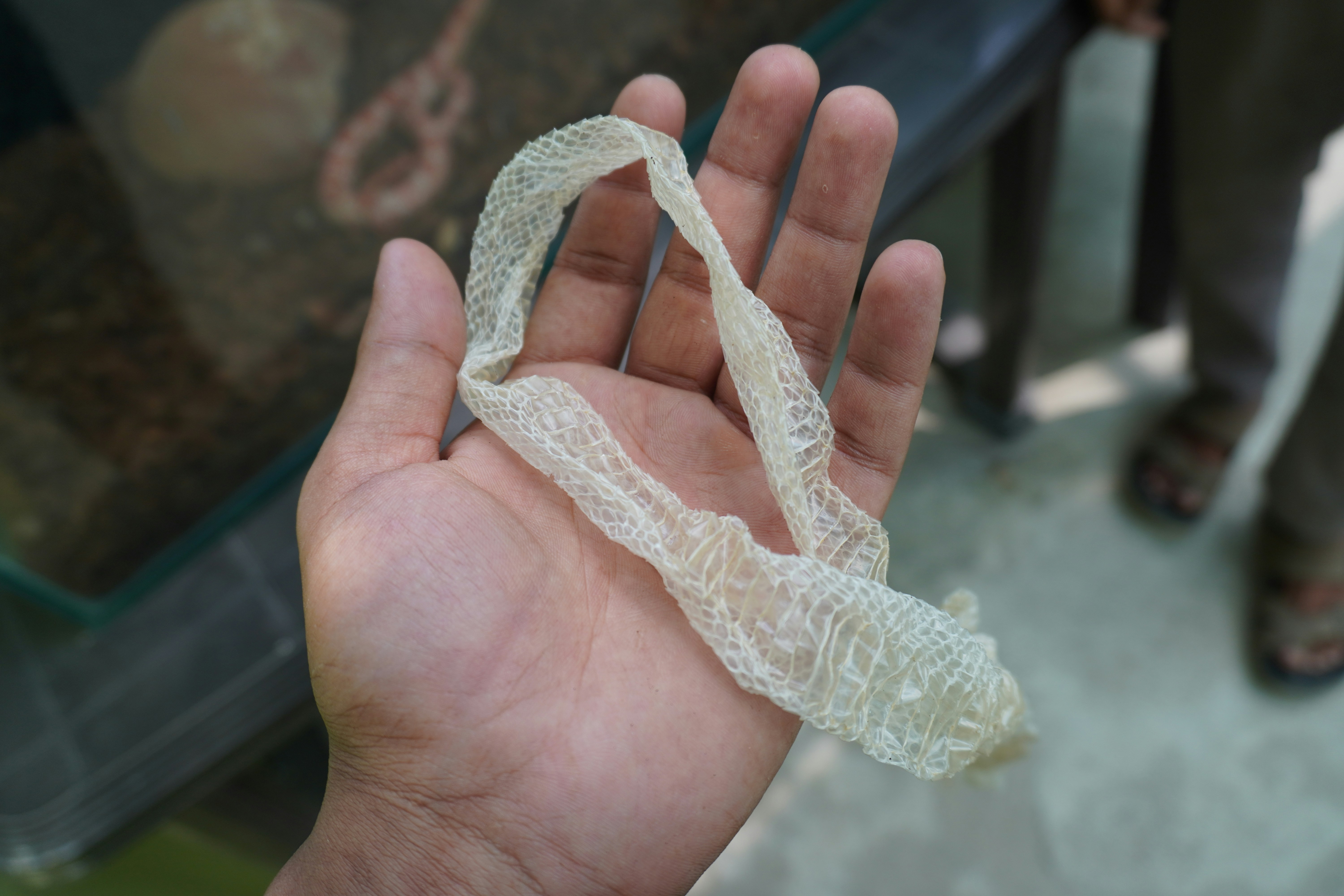 A torn strip of lace resting in an open palm