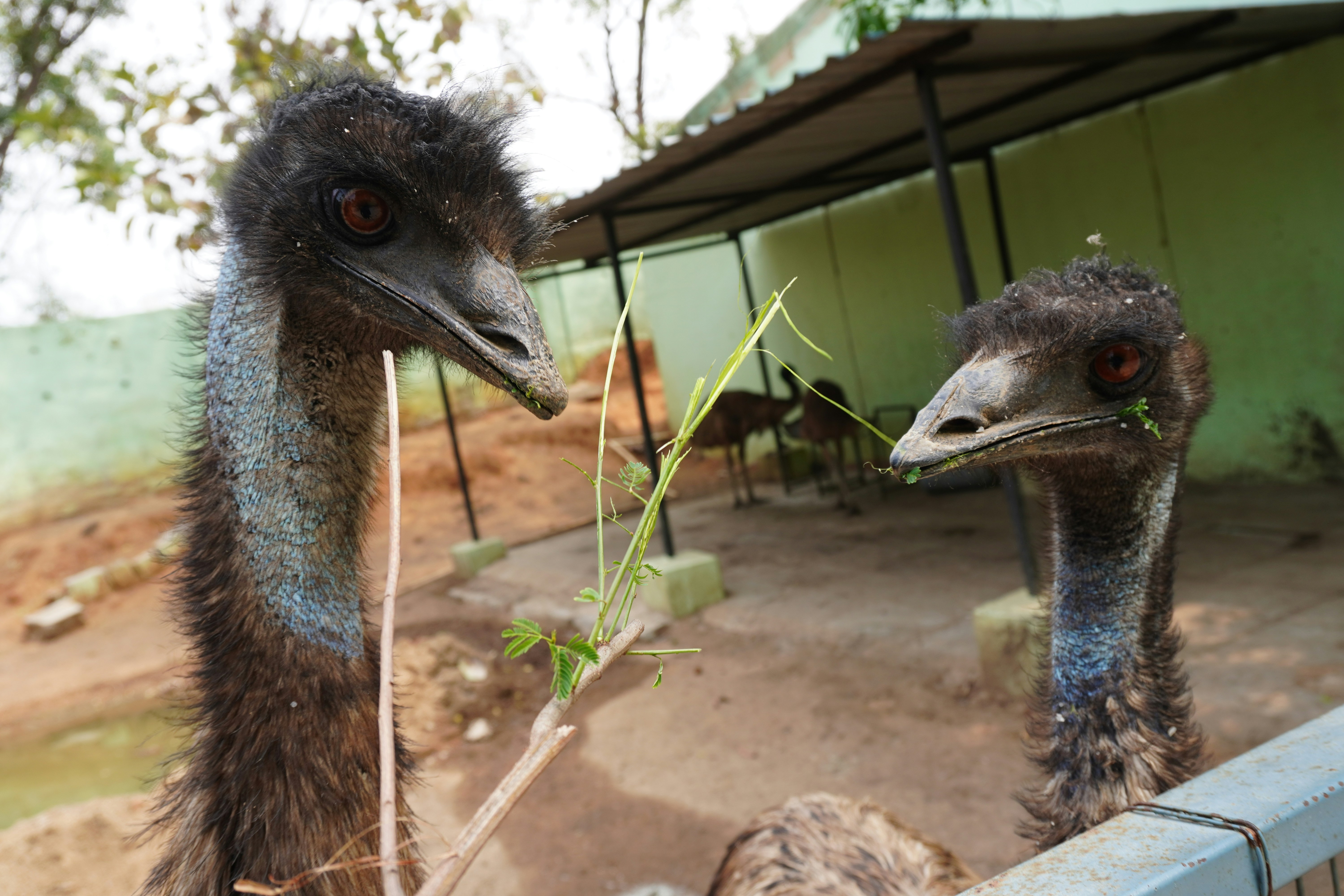 Two Curiously Curious Ostriches Nose-to-Nose in a Small Enclosure