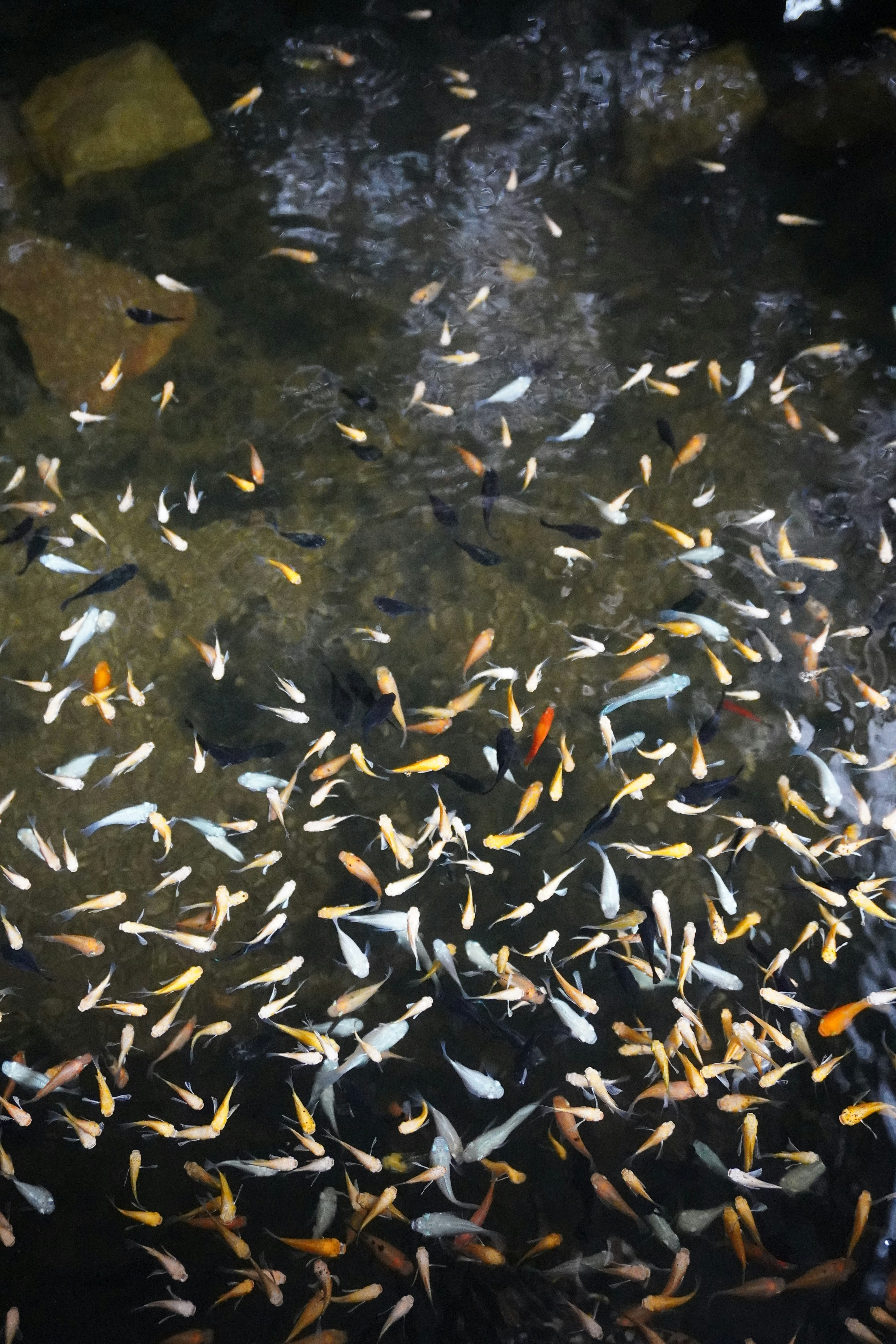 Floating Mosaic: A School of Koi on Shimmering Water