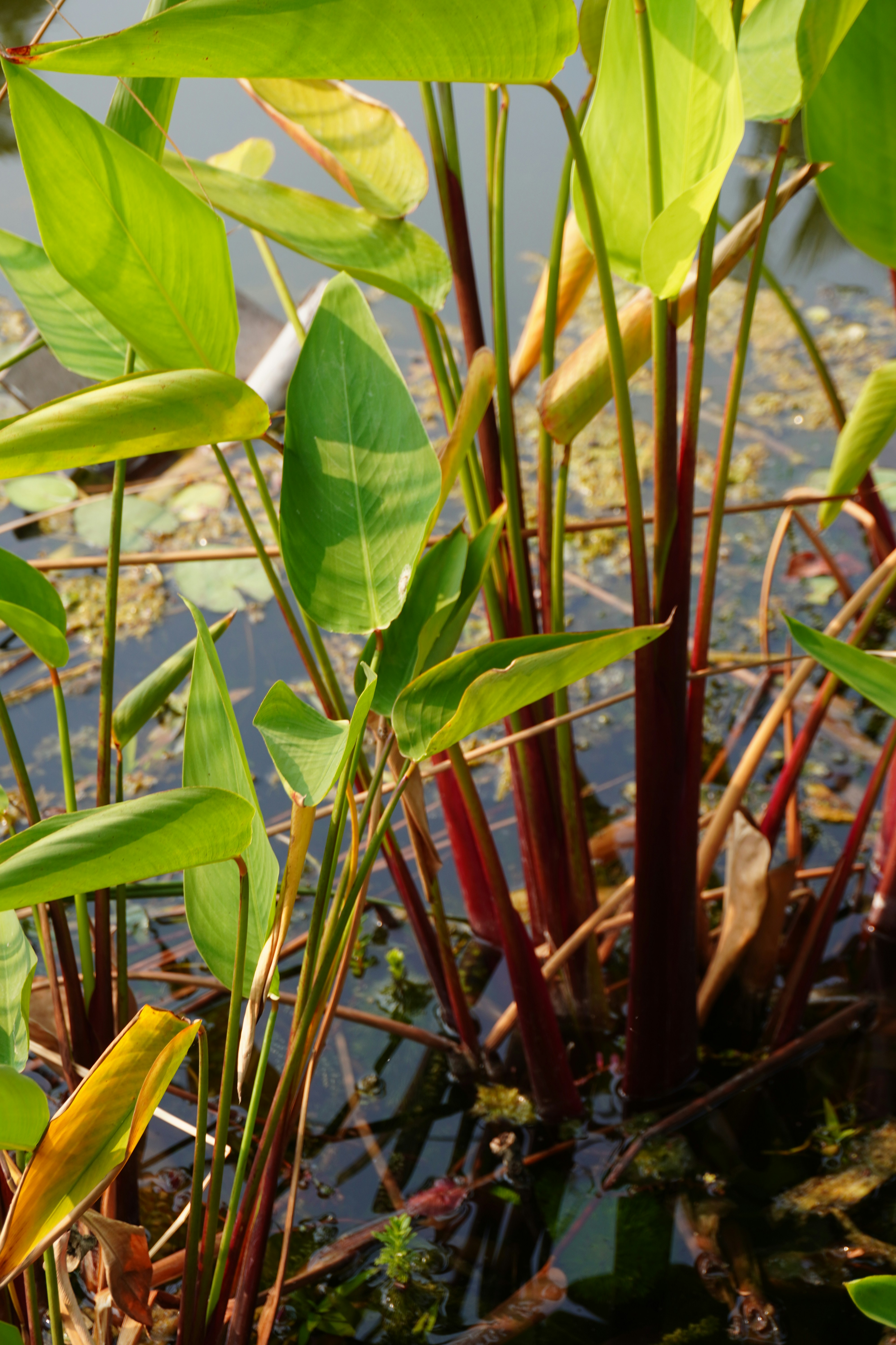 Red-stemmed wetland stalks reaching toward sunlight