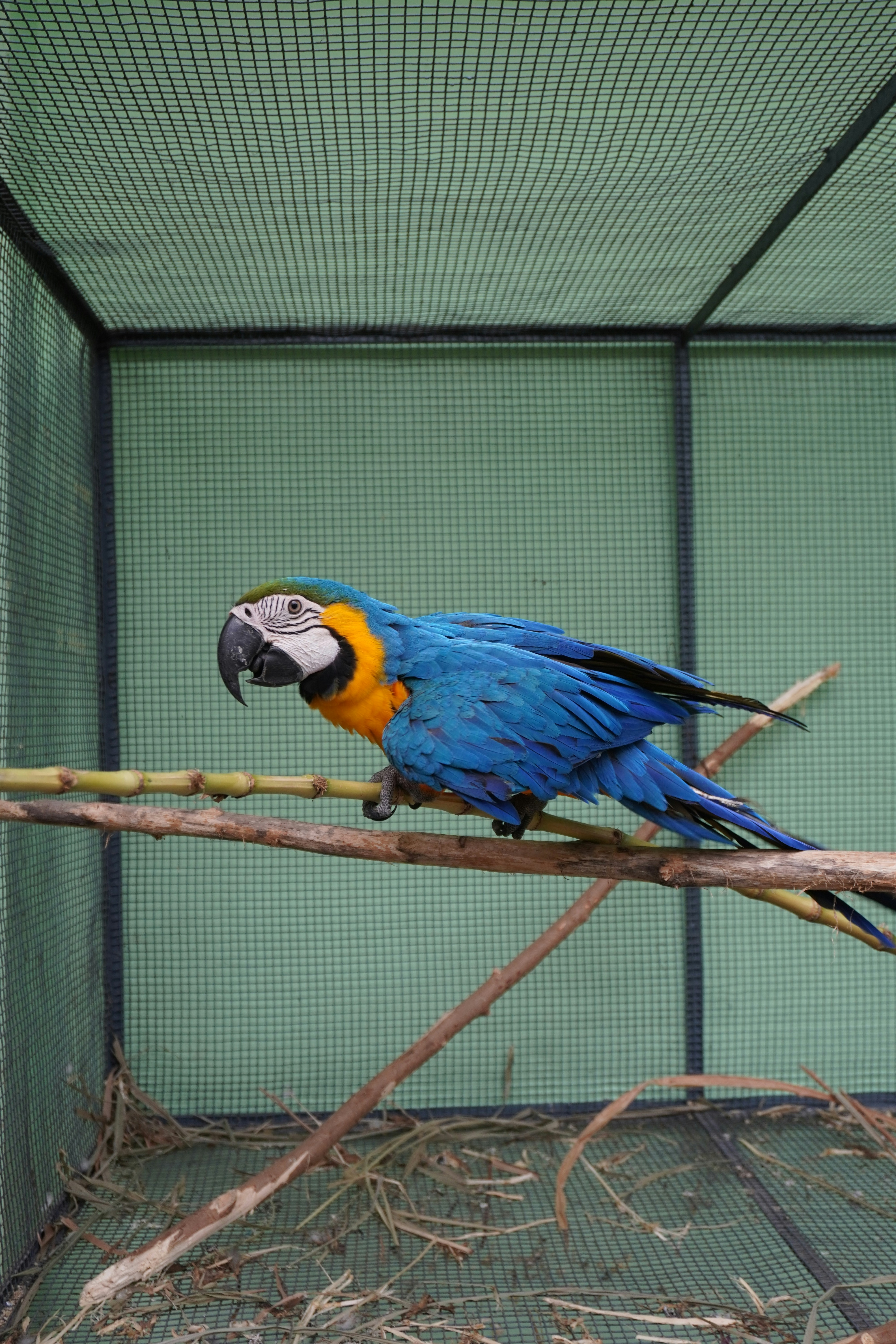 Blue-and-Gold Macaw on a Perch Inside a Mesh-Enclosed Cage