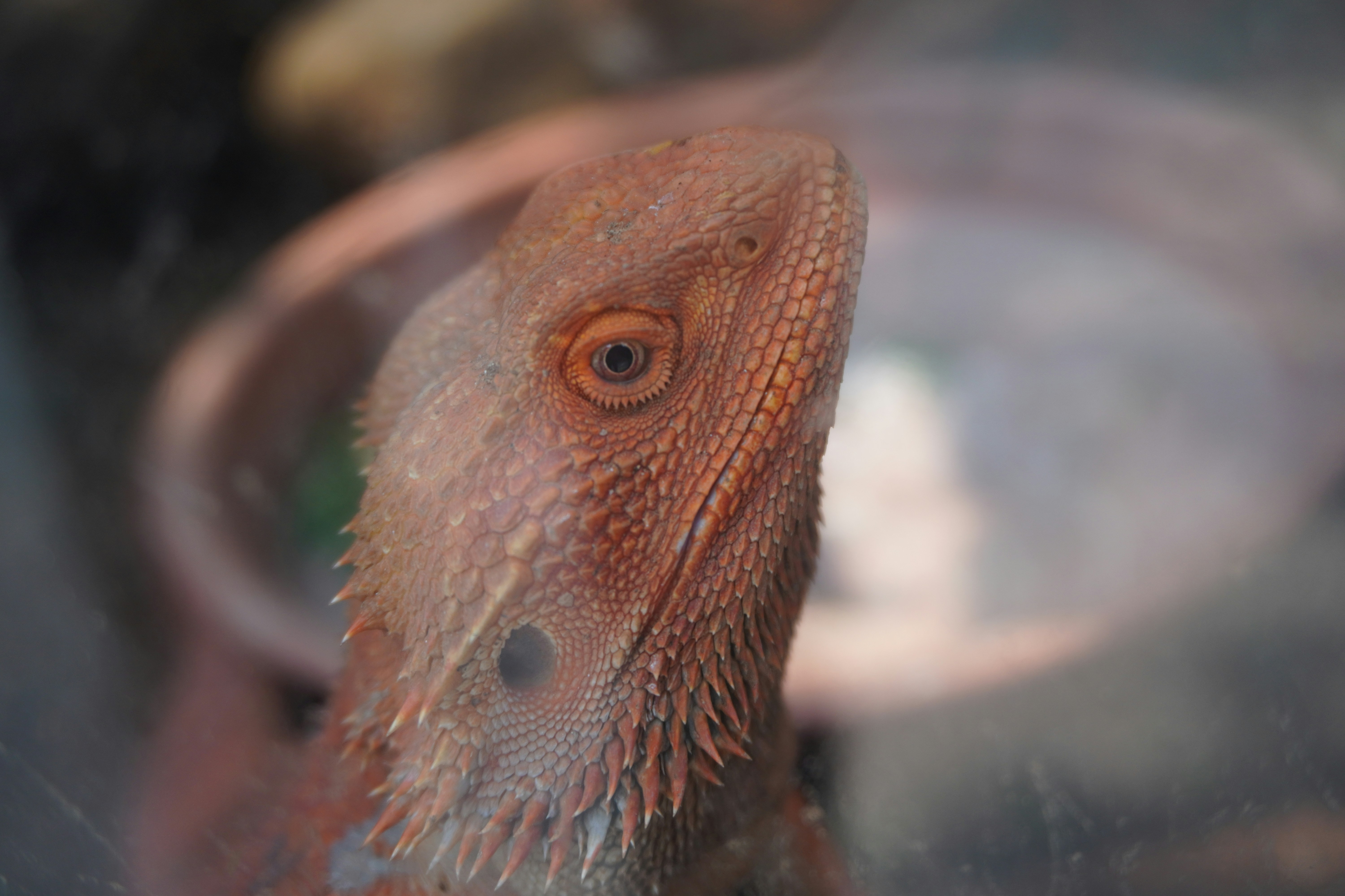 Beak in Focus: A Bearded Dragon Stares Through Glass