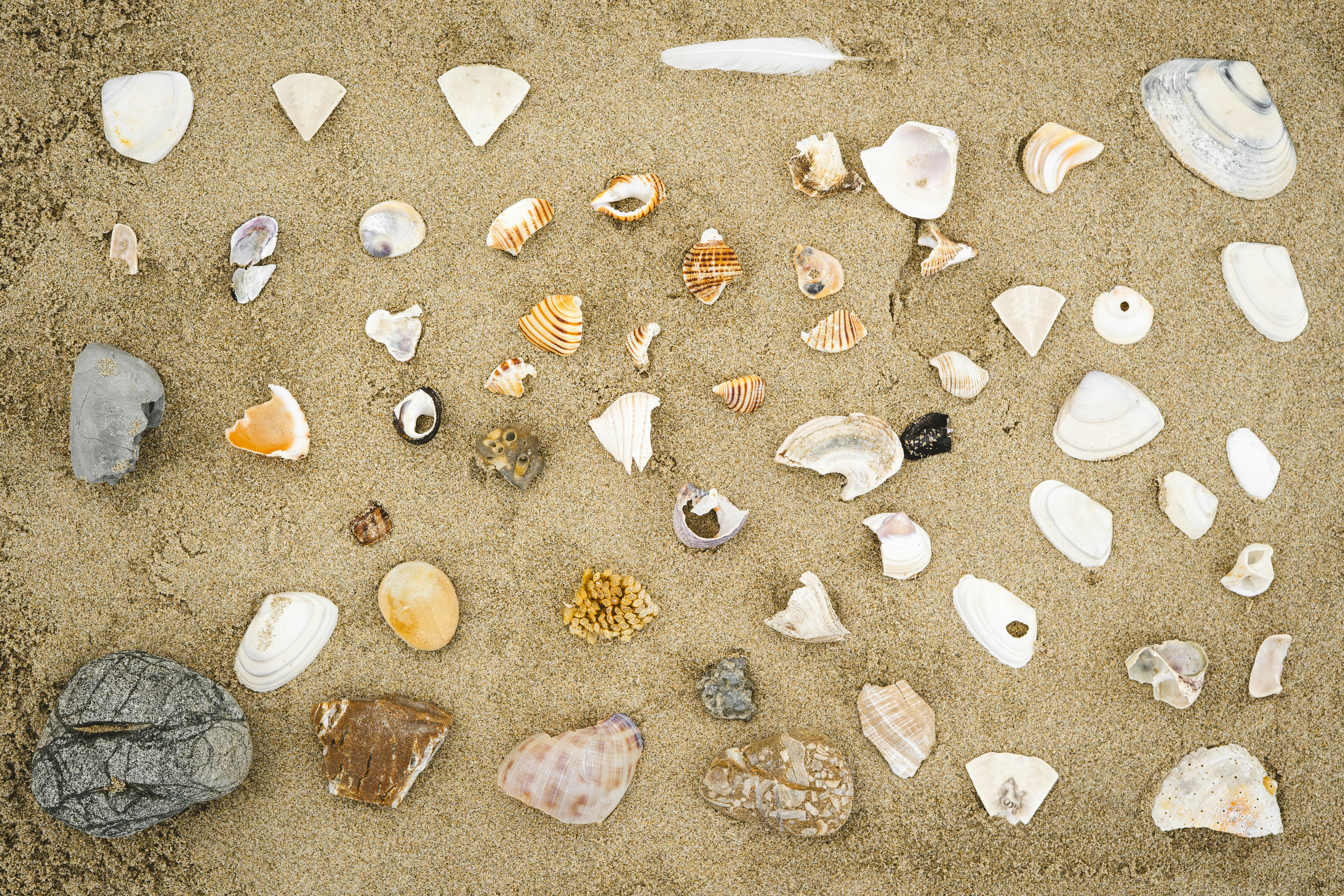 Shell Mosaic on Sunlit Beach: Edged by Pebbles and Sand