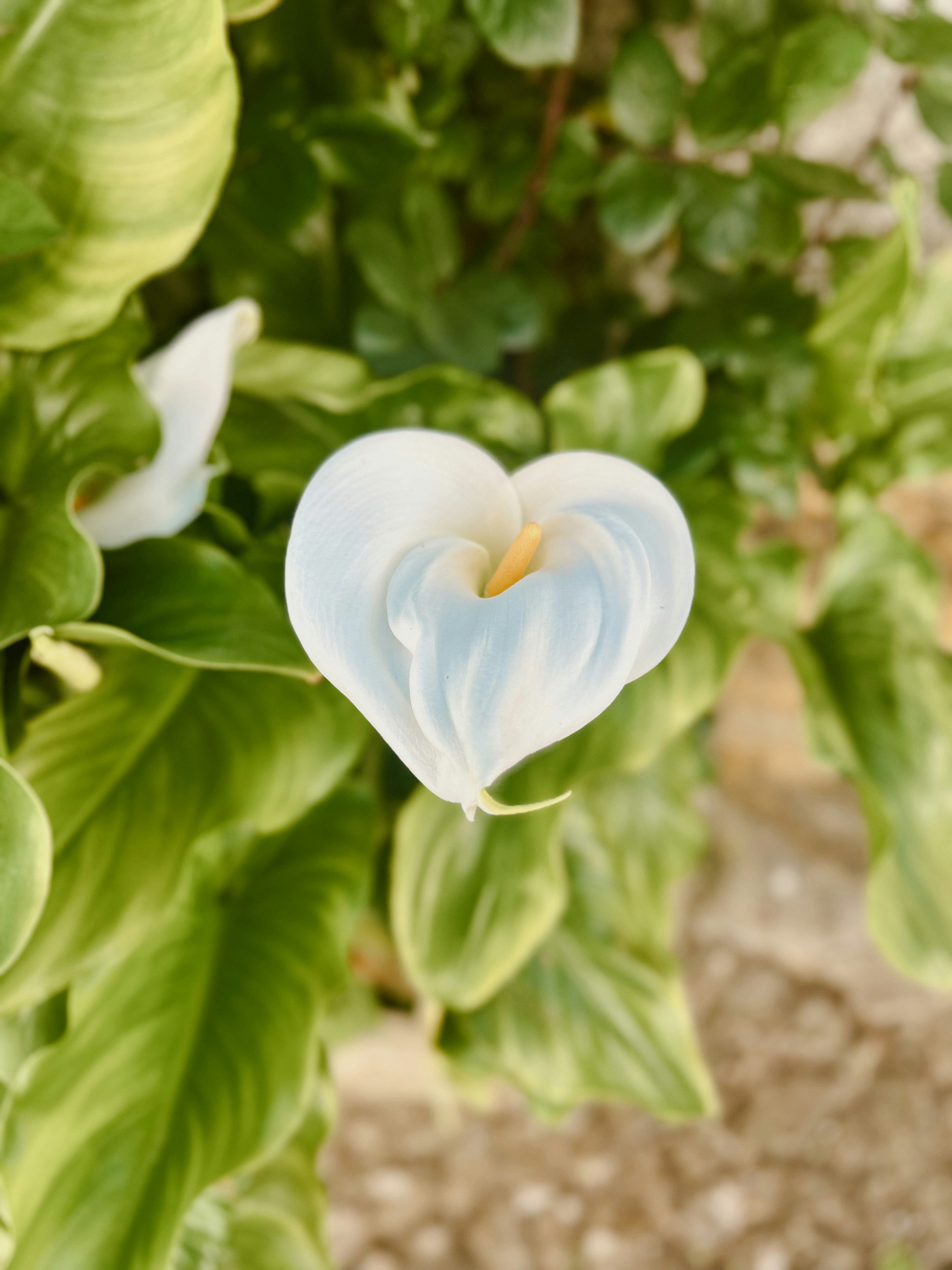 Blue Heart of the Plant: A Delicate Bloom Among Green Foliage