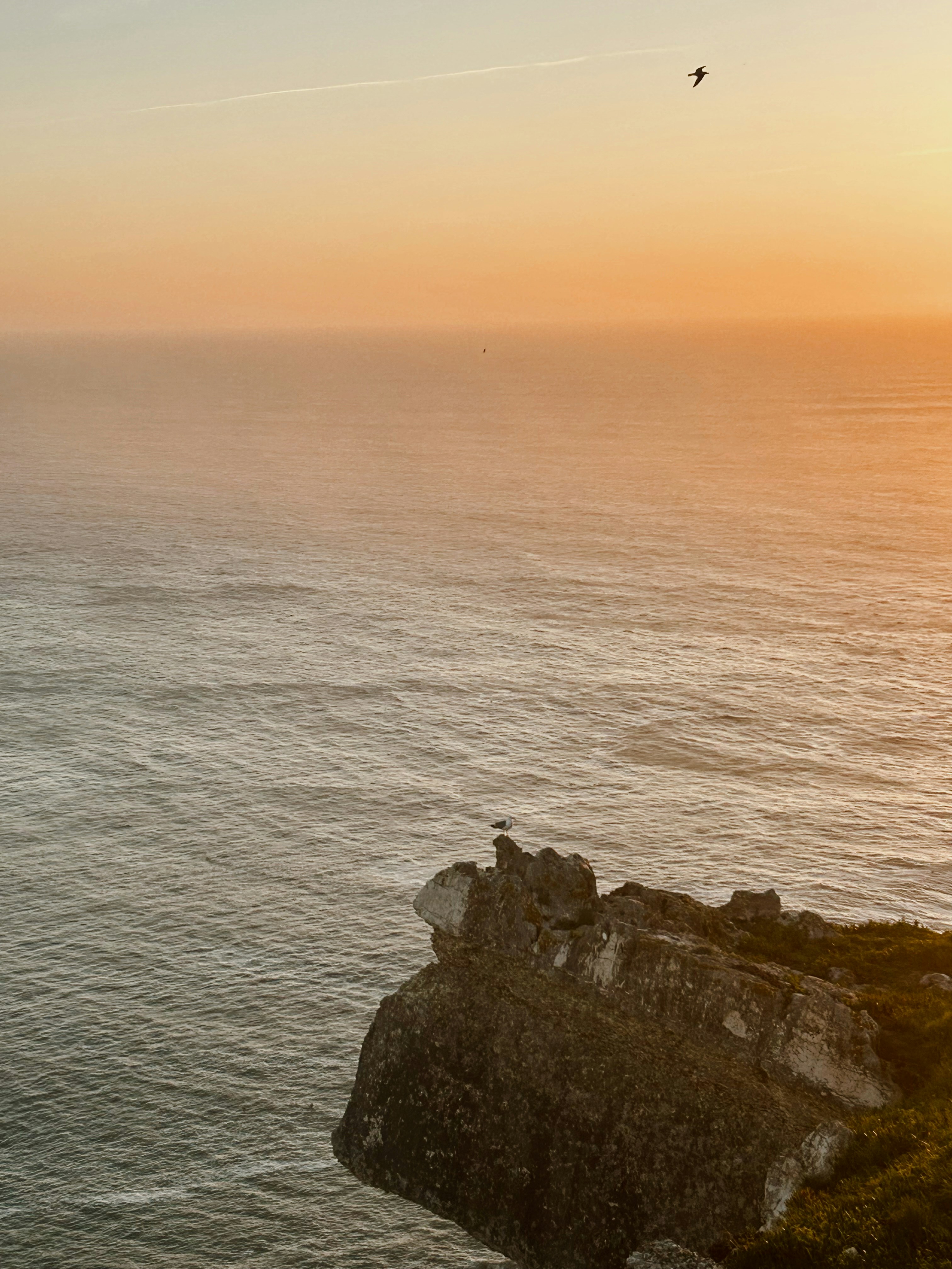 Sunset Over Sea Cliffs: A Secluded Perch at Dusk