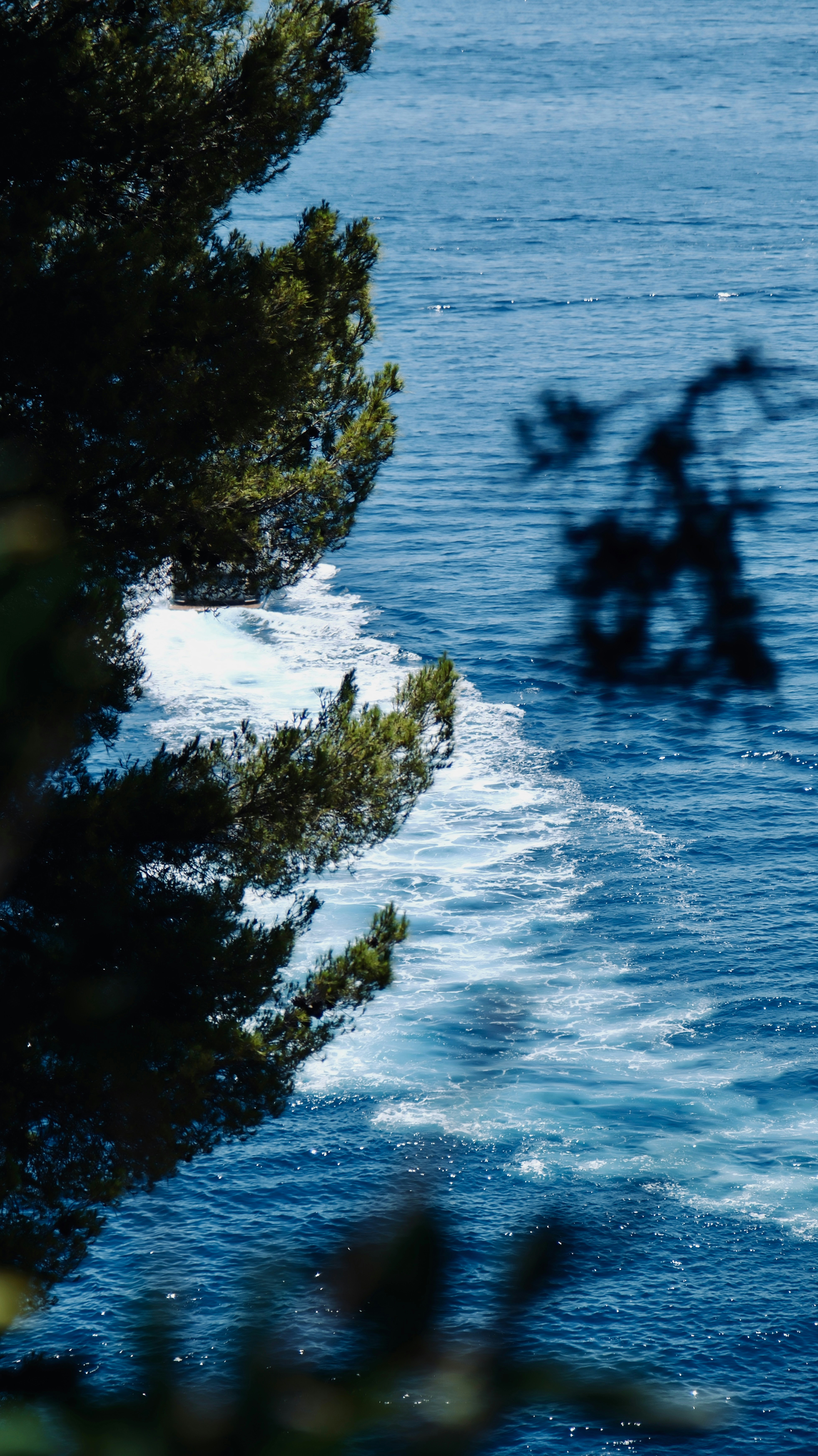 Cliffside Pines Over a Turquoise Sea
