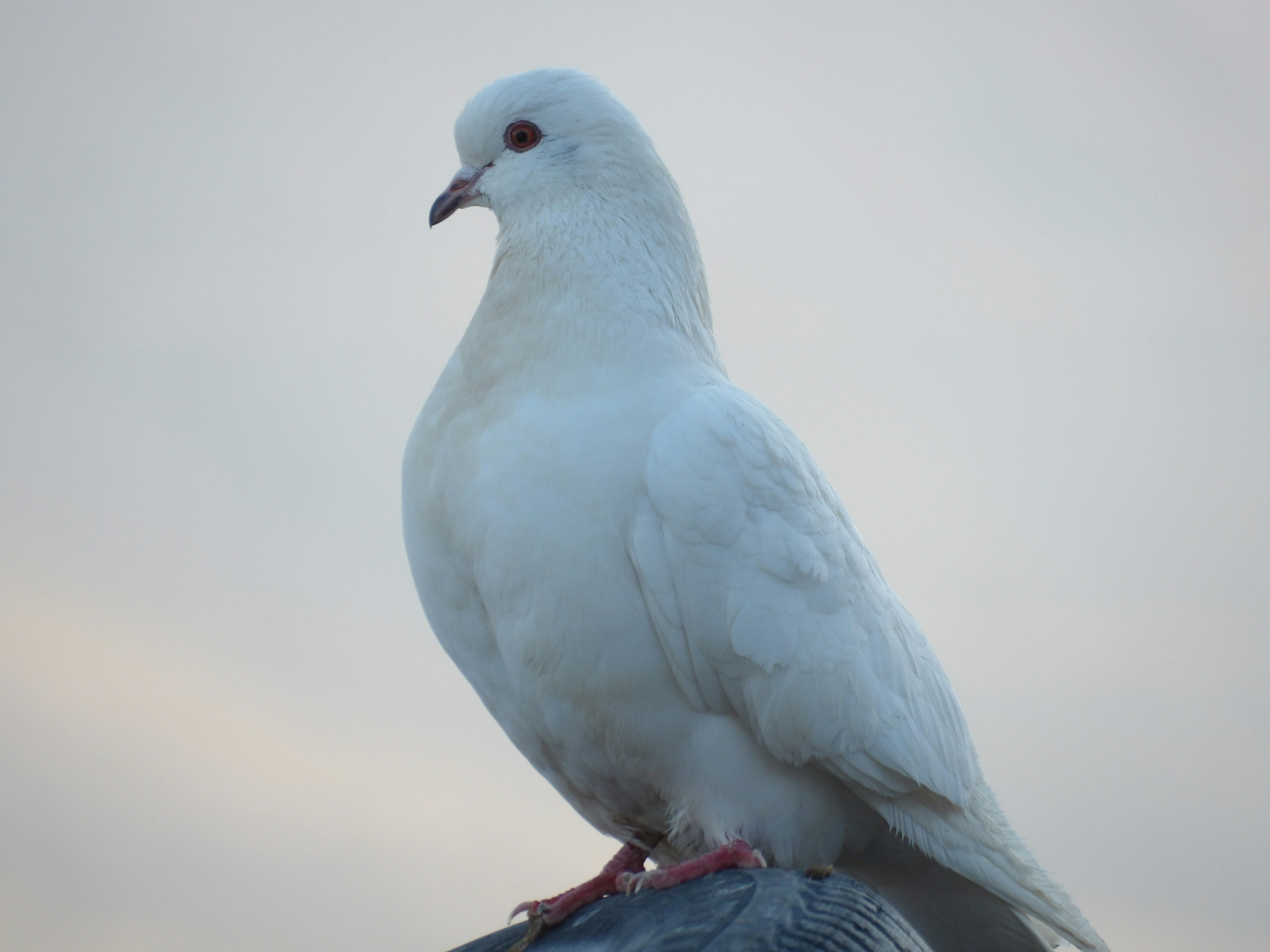 White Dove on a Quiet Perch under Soft Light