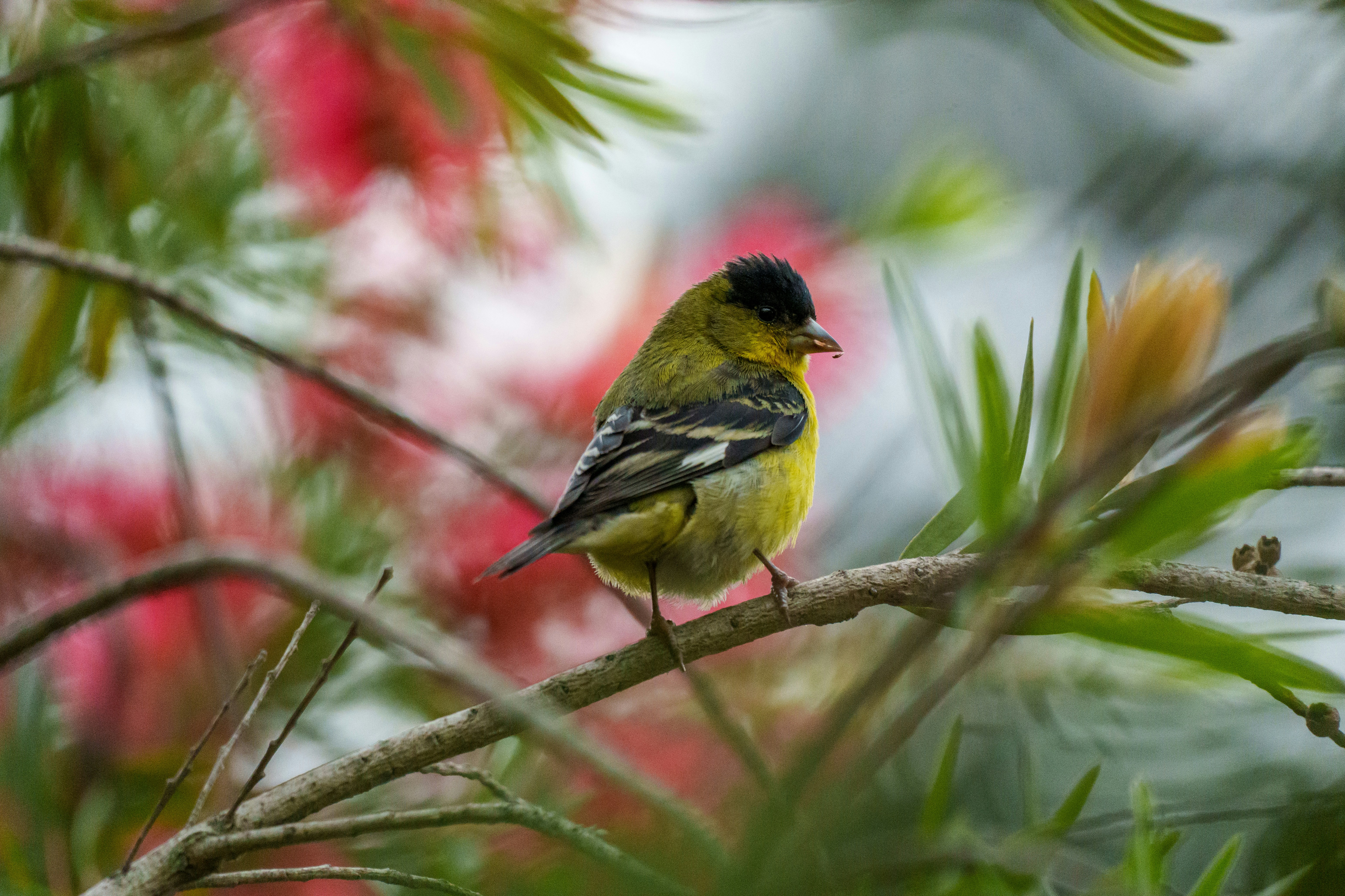 Yellow Warbler on a Sunlit Branch Amid Pink Bloom