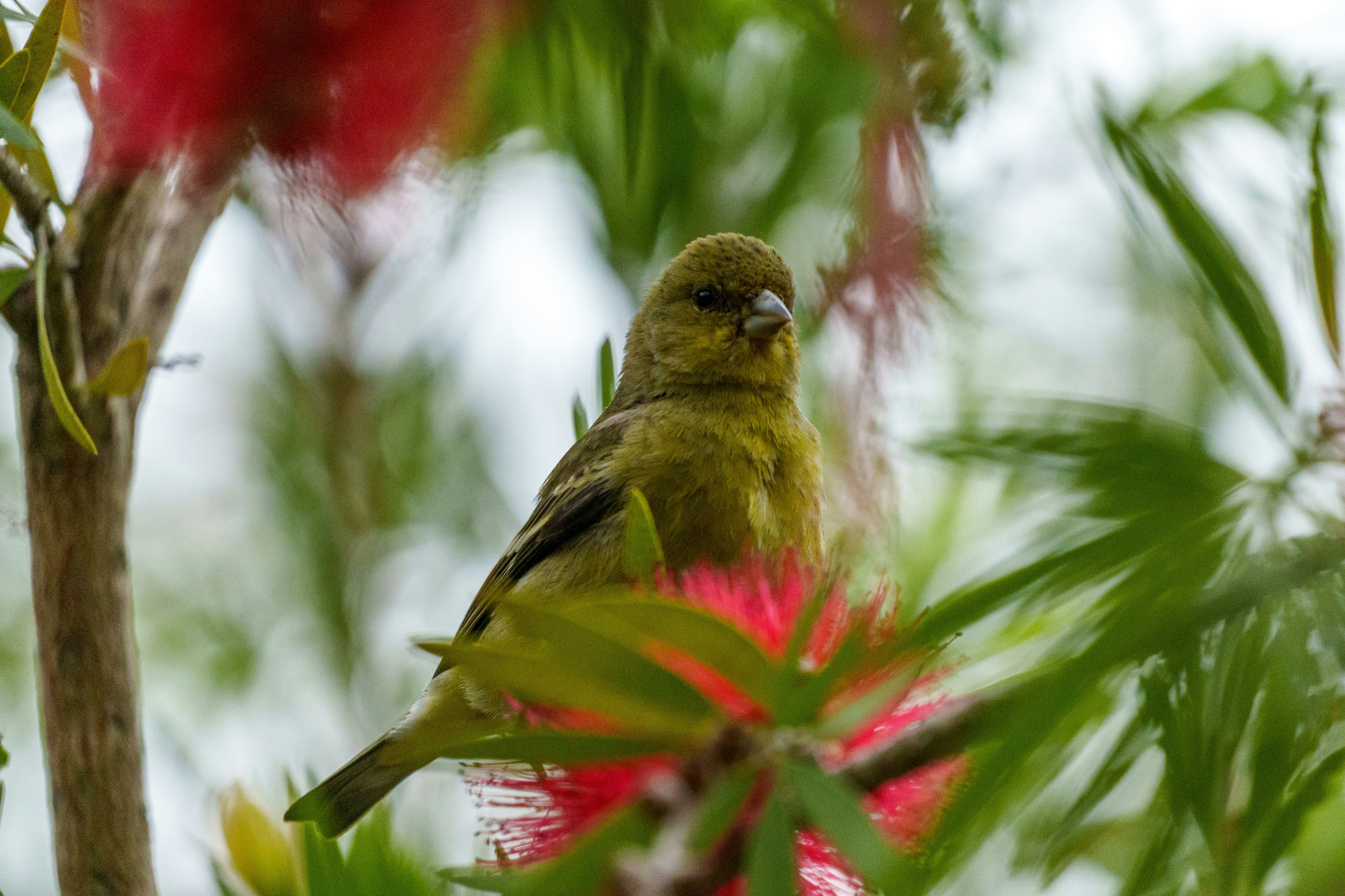 Olive Warbler in Bloom: A Quiet Moment Amid Red Tassels