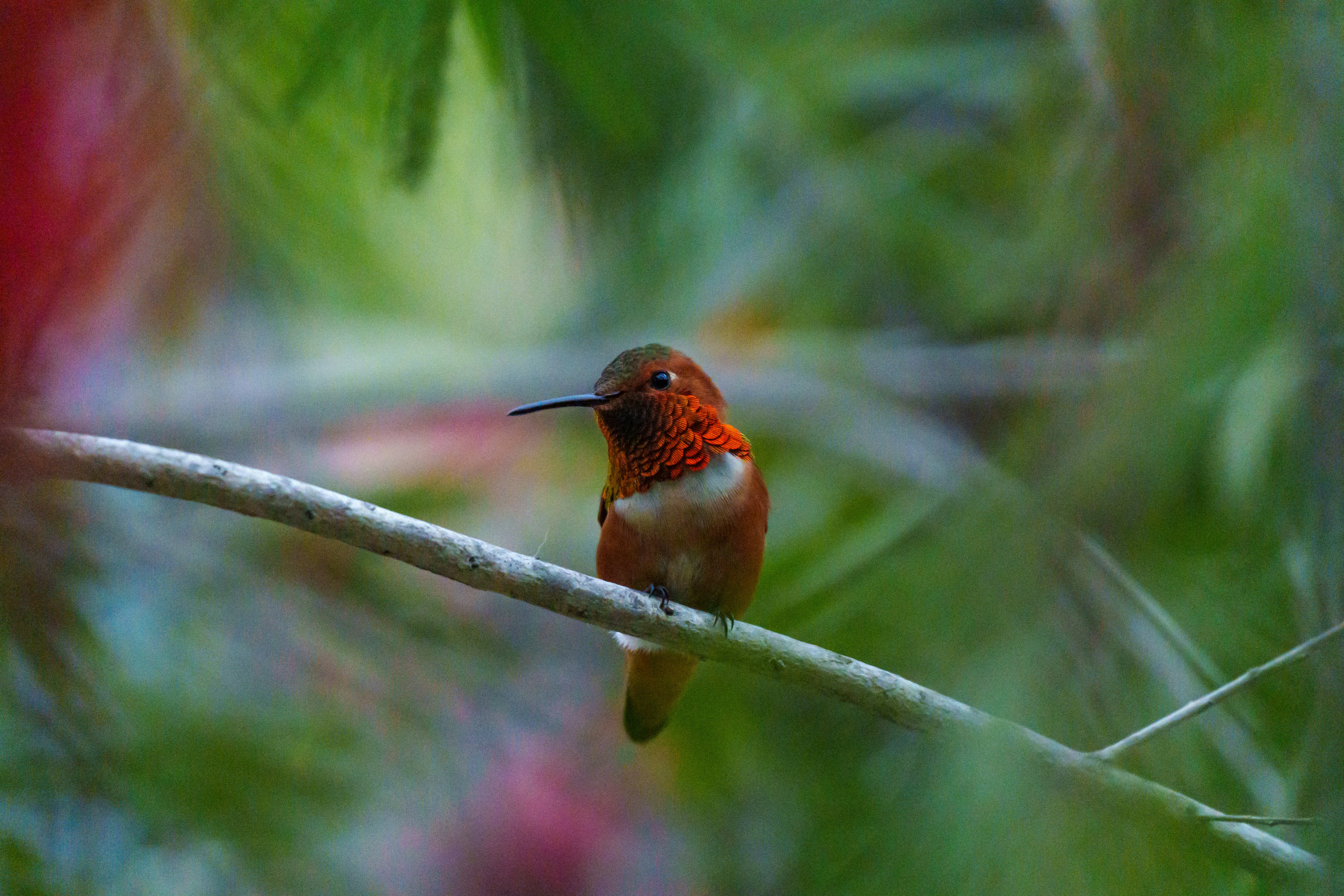 Crimson-Fronted Hummingbird on a Quiet Branch