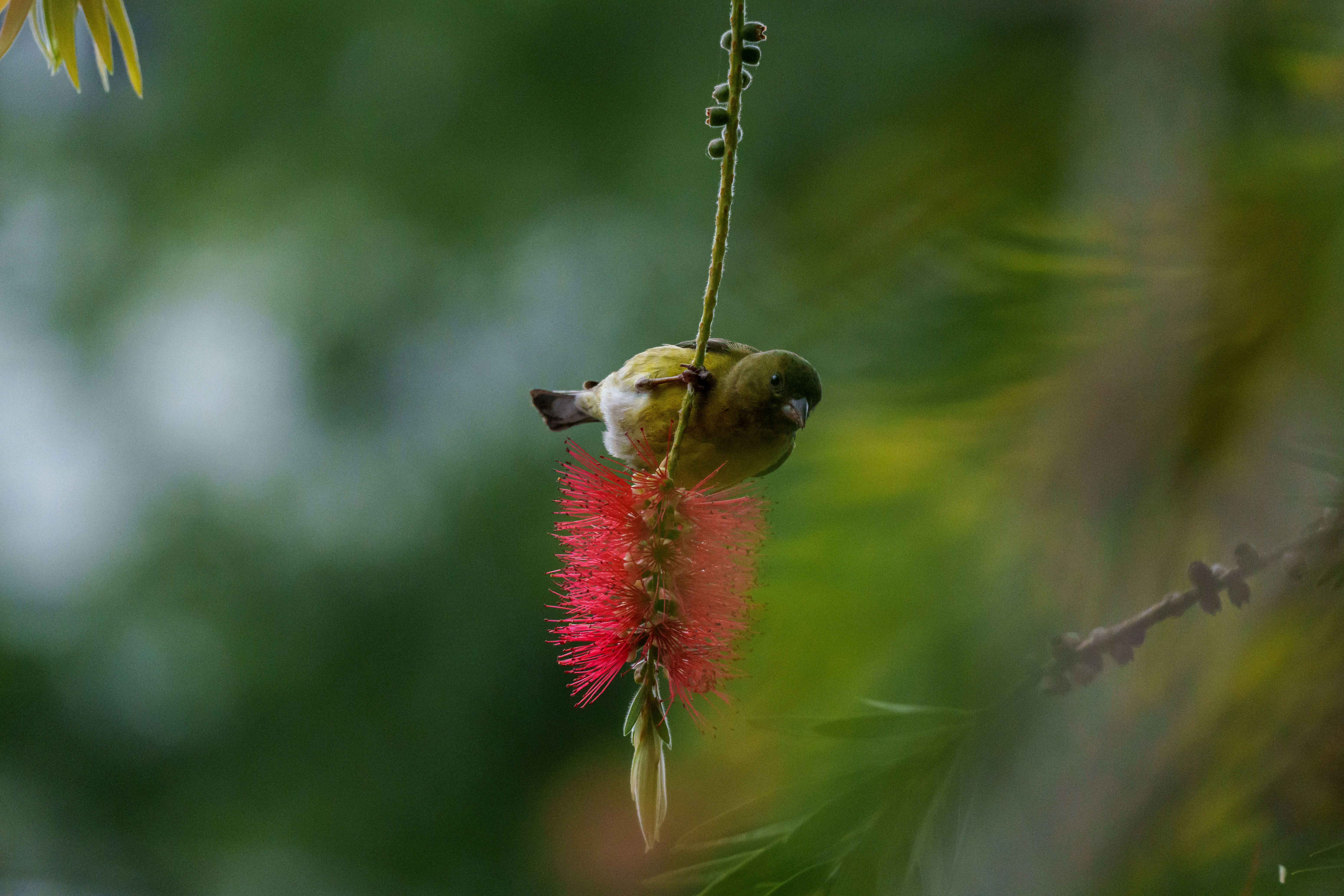 Balancing Act on a Crimson Bloom
