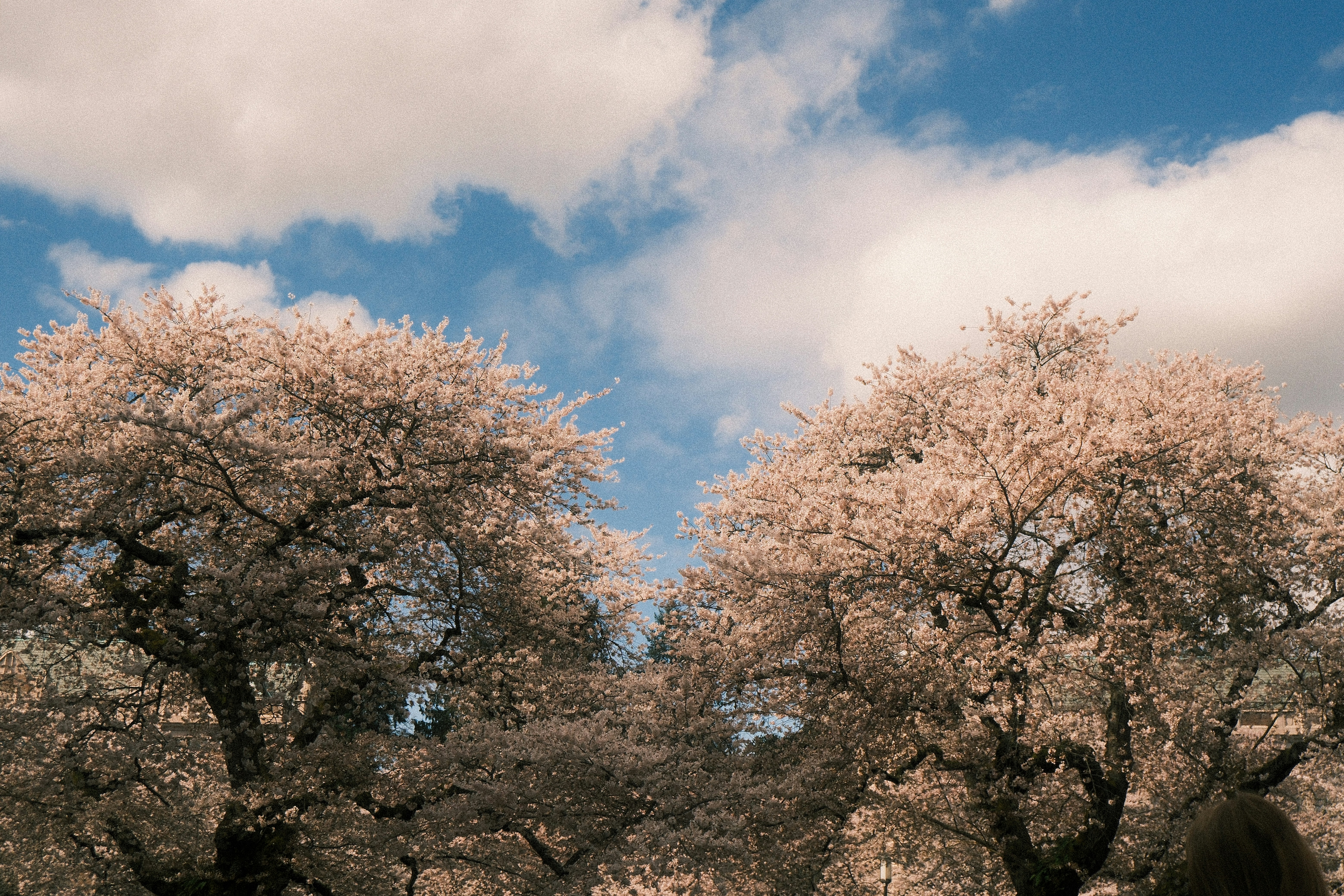 Cherry Canopy Under a Bright Sky
