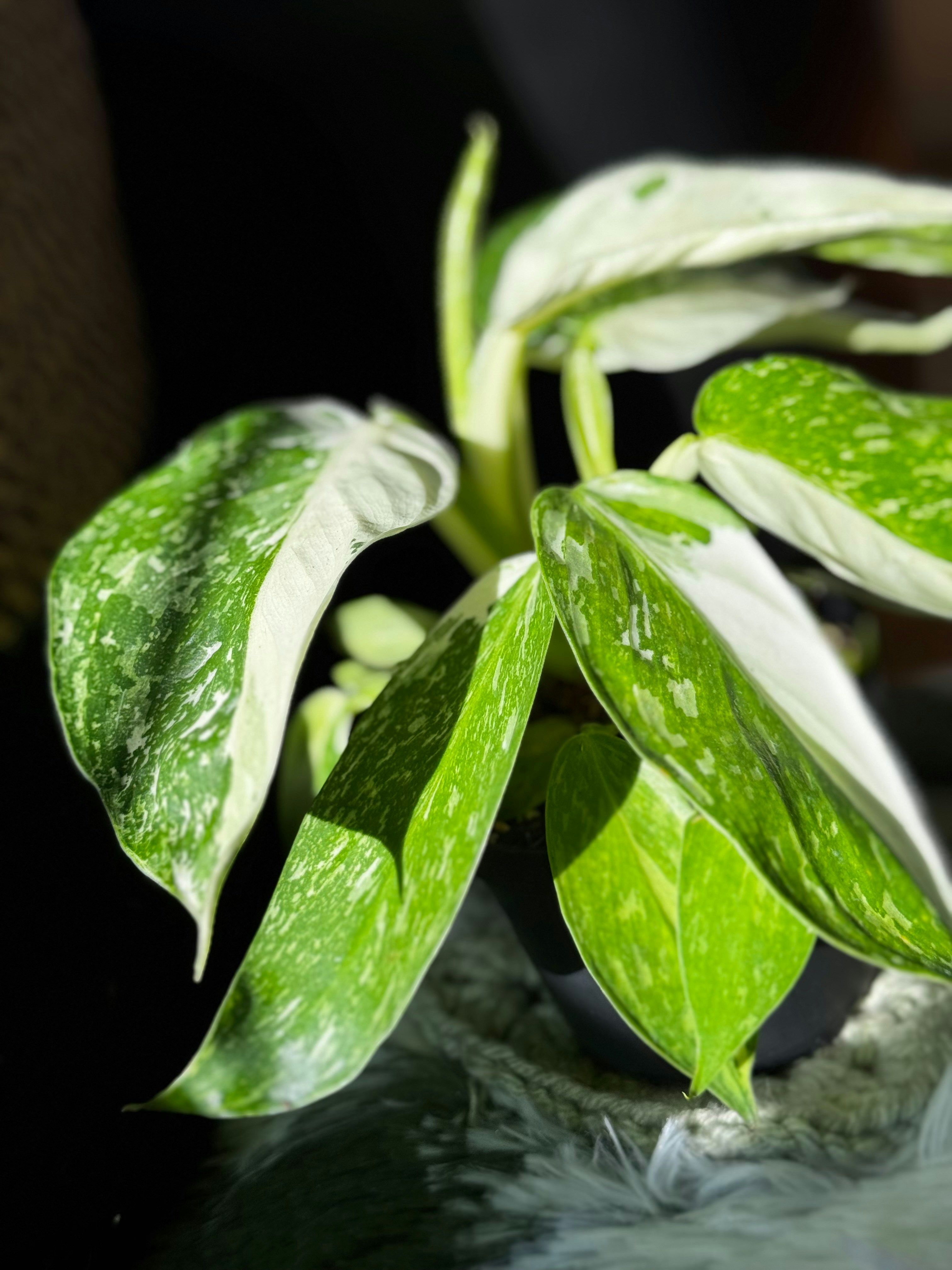Emerald-veined leaves in soft spotlight