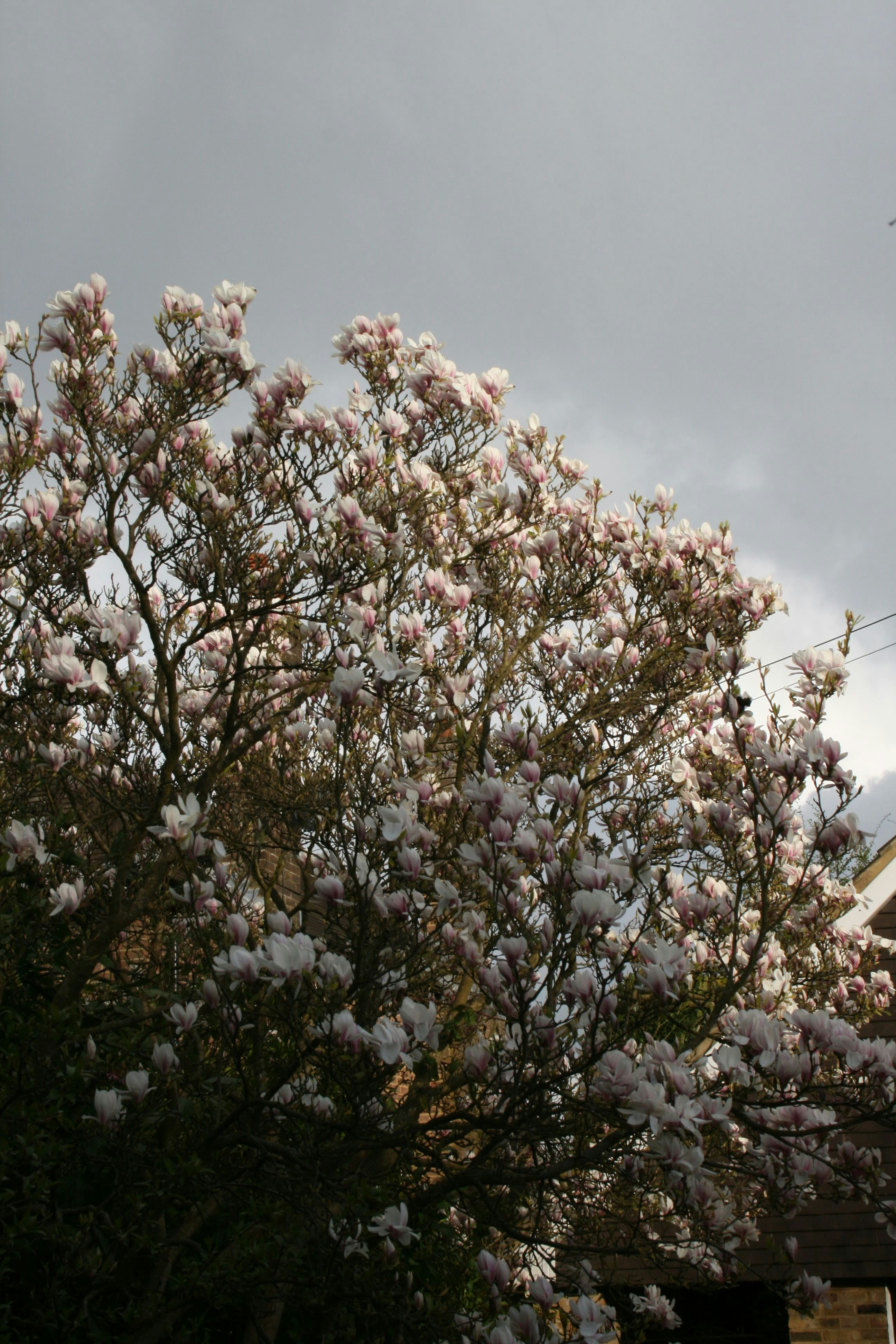 Blooming Magnolia Canopy Against Overcast Sky