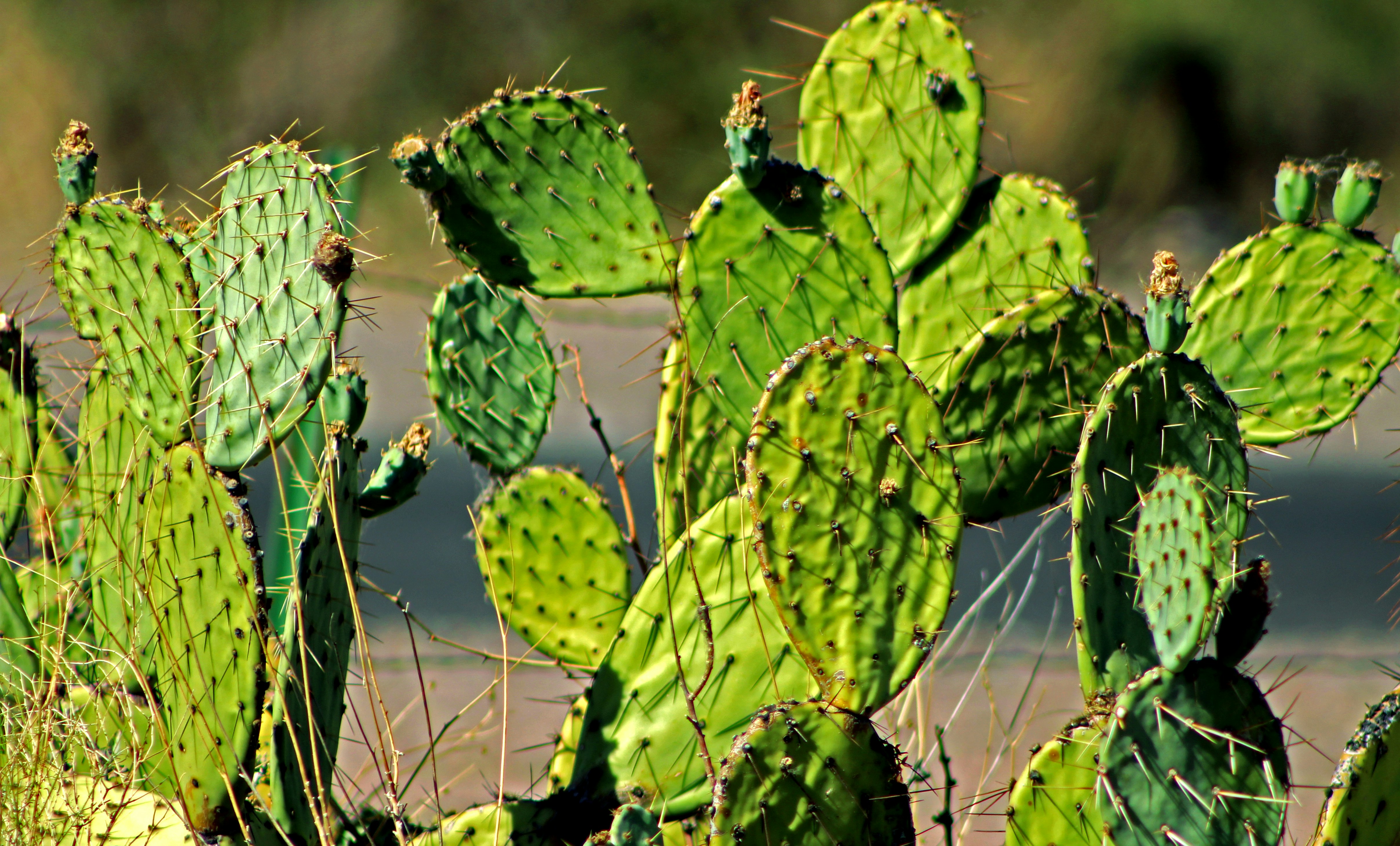 Sunlit Opuntia: Desert Pineapple Fronds Reaching Toward the Sun