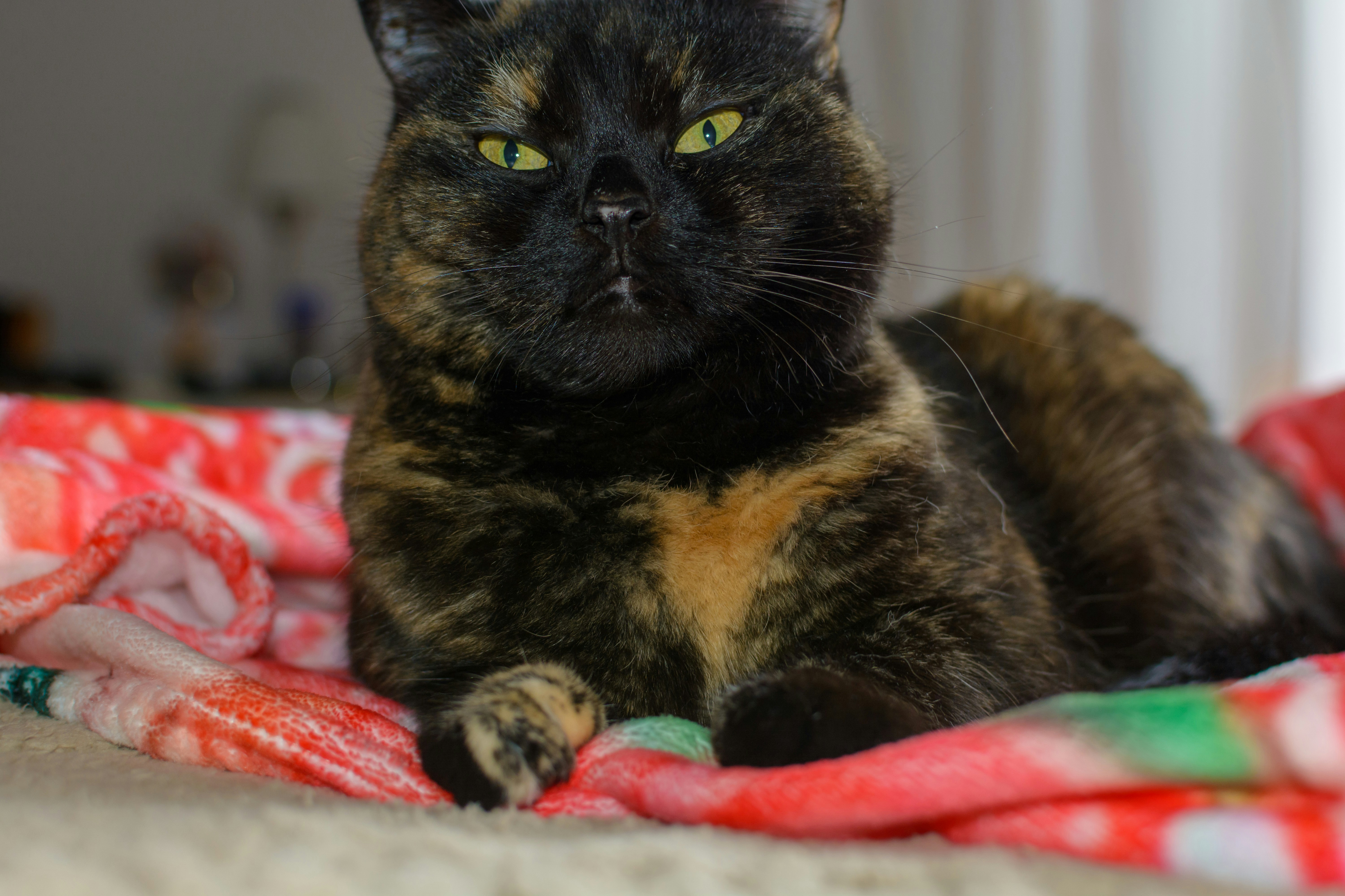 Covert Ember: A Tortie Under Soft Blanket Light