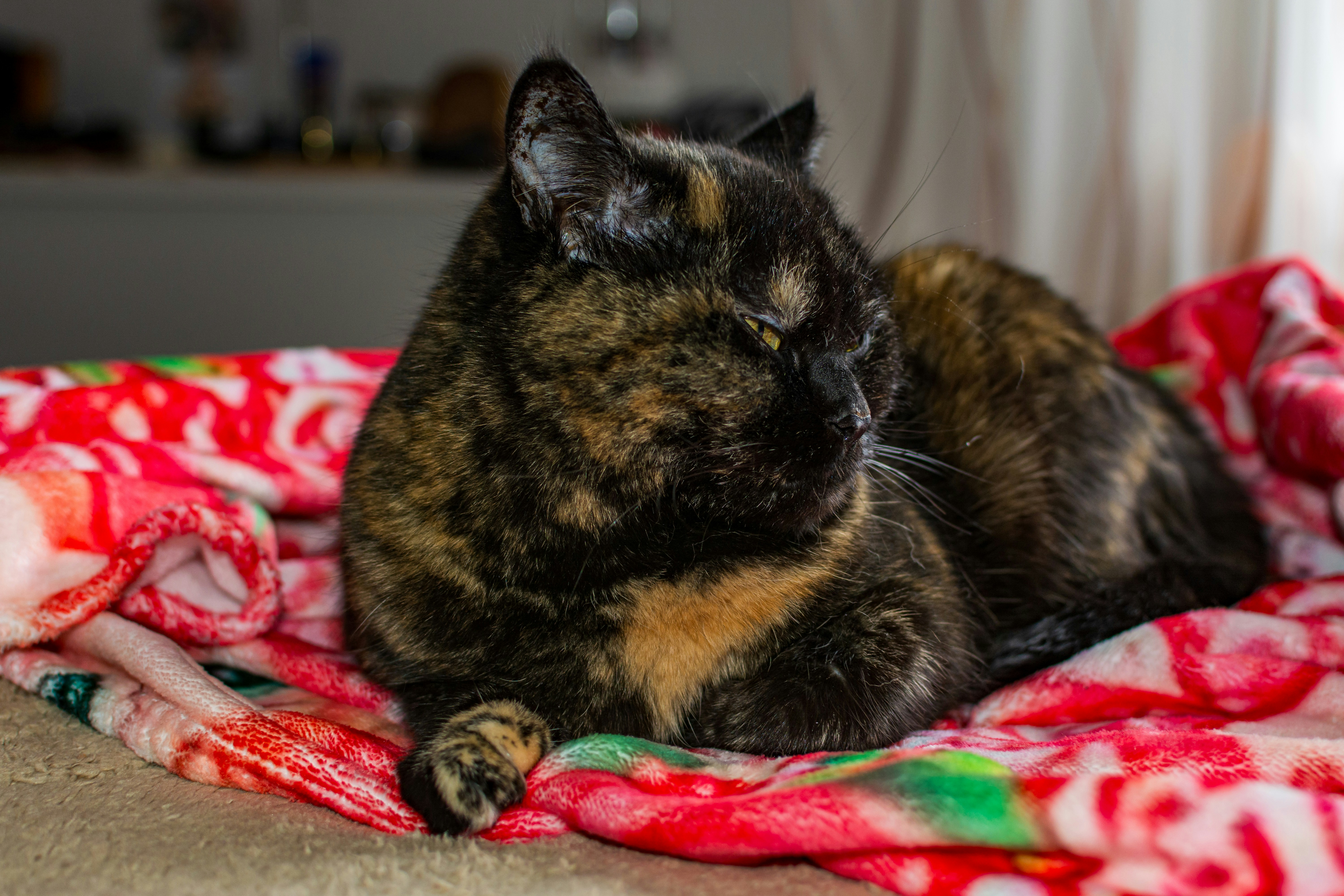 Cozy Calico in Warm Red Blanket Sunlit Nook