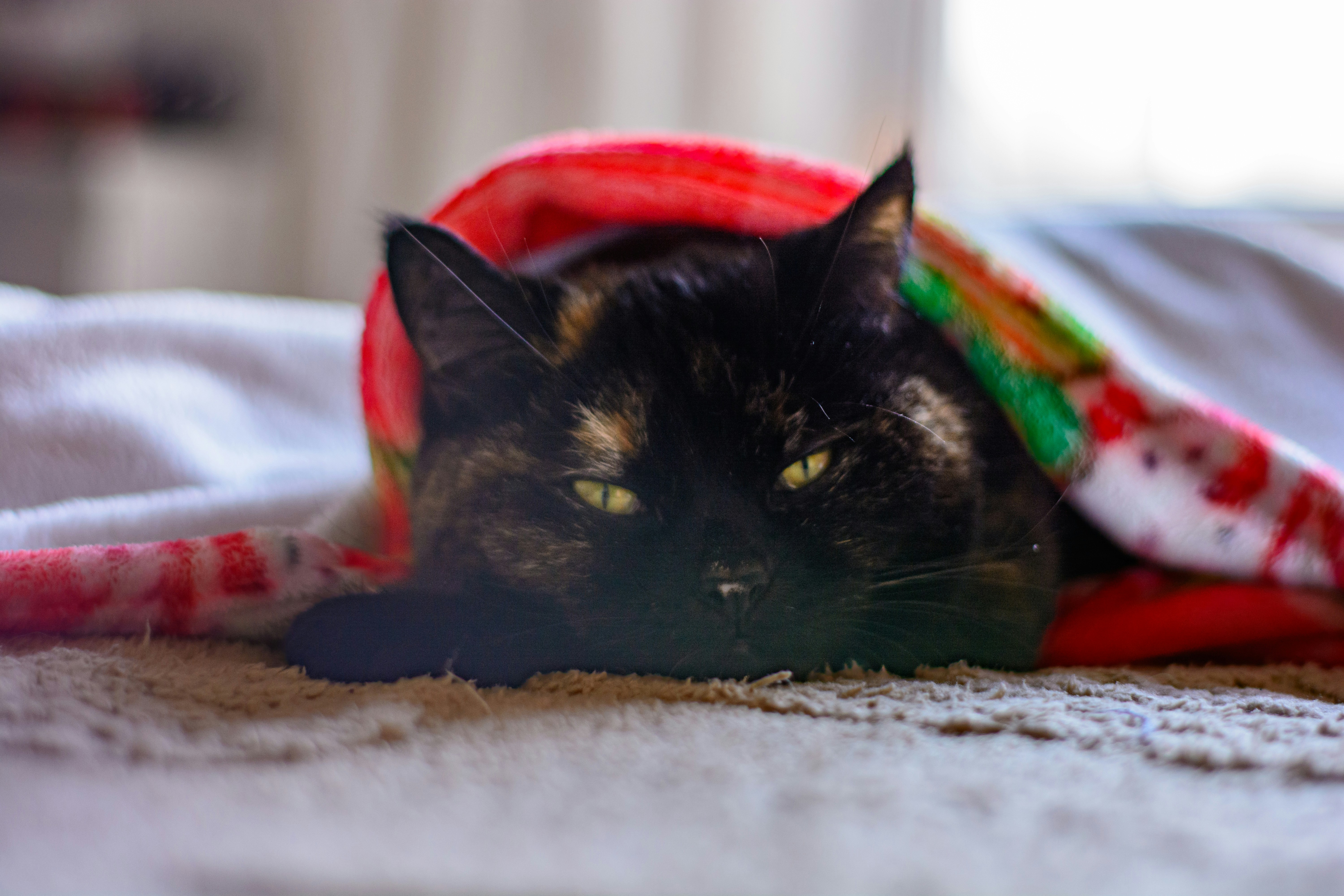 Hidden in Warm Snug: A Calico-Tinted Cat Peeking Through a Blanket