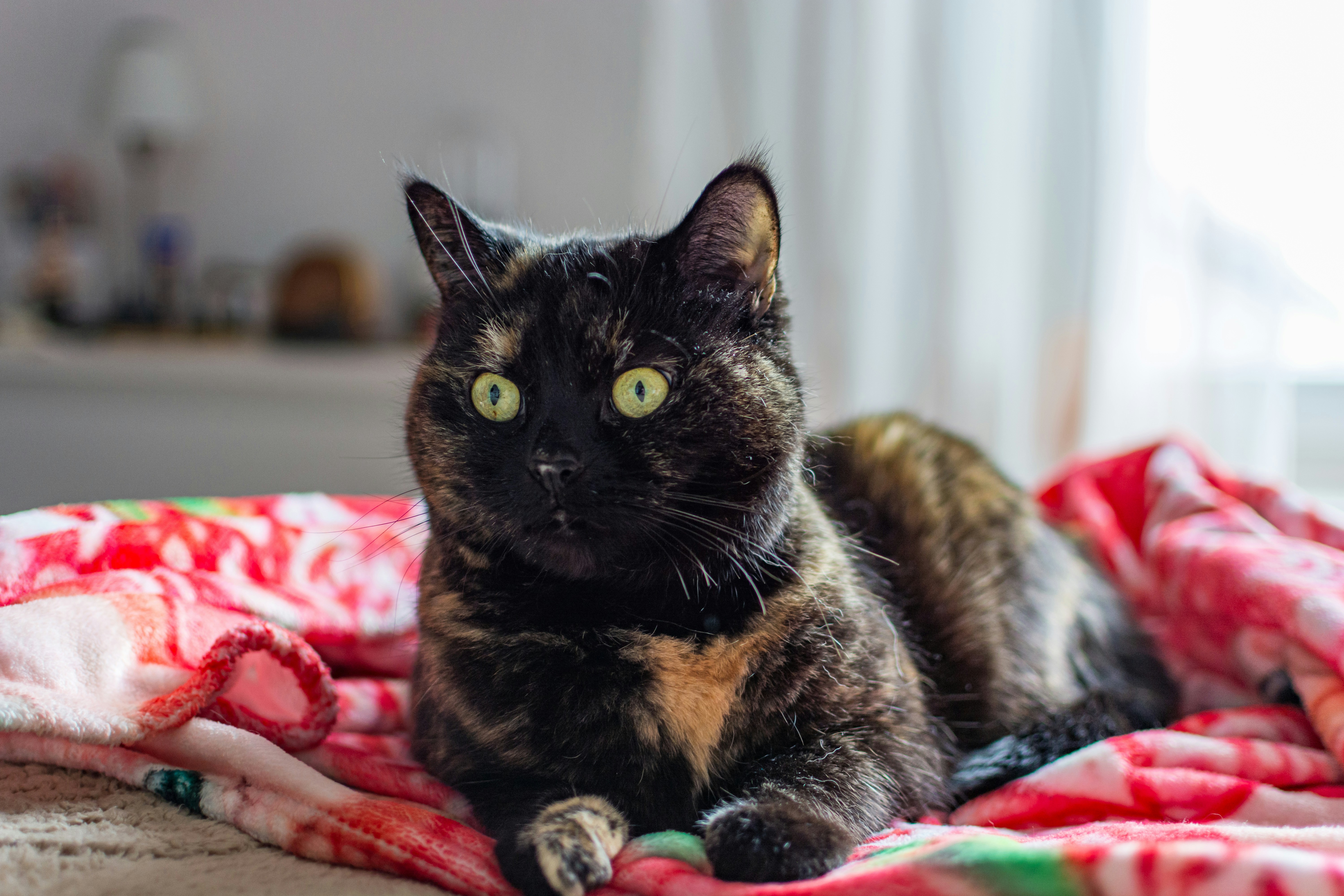 Curled Conscience: Green-Eyed Cat on a Cozy Blanket