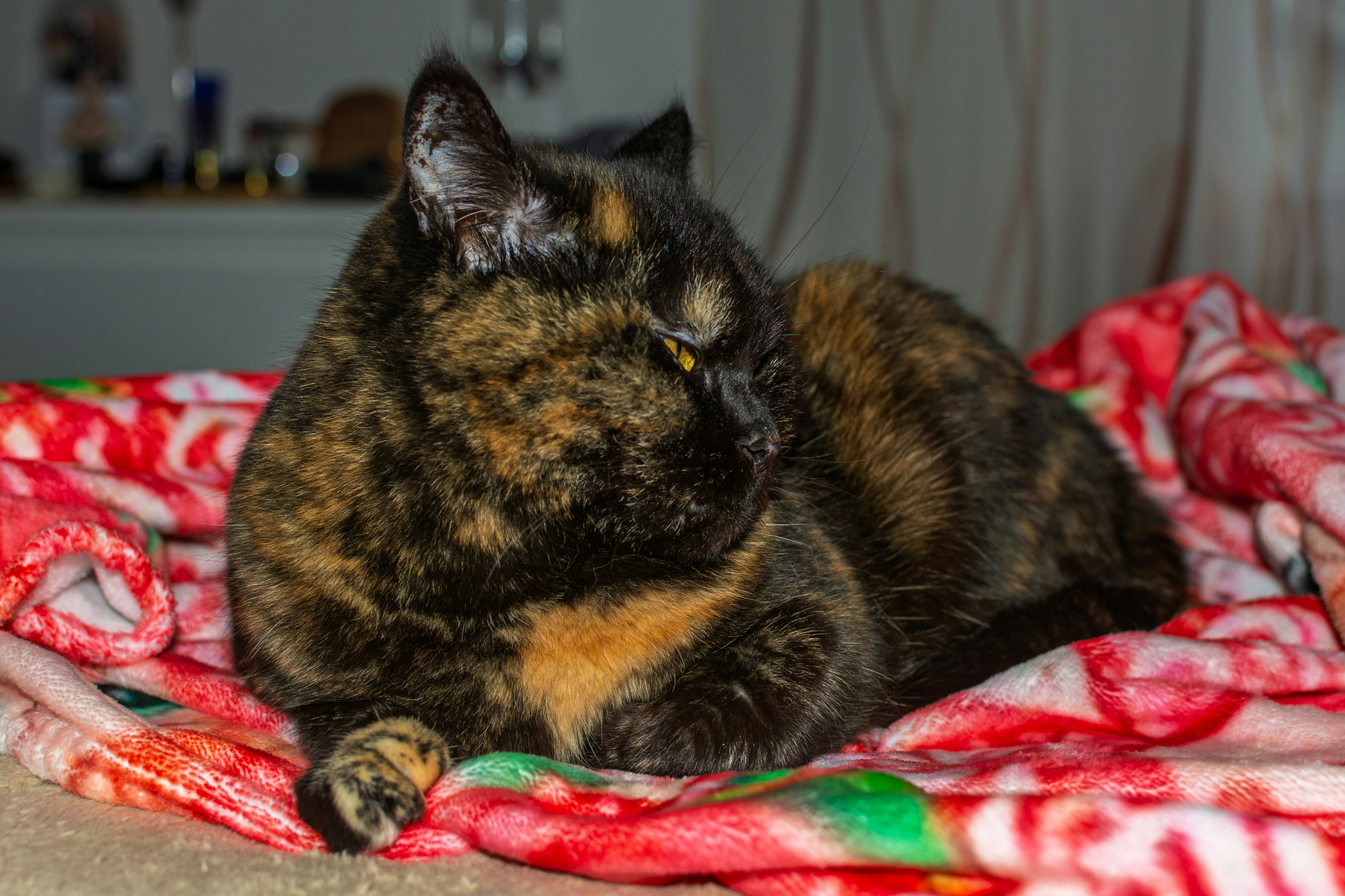 Cozy Calico Rest on a Pink-Printed Blanket