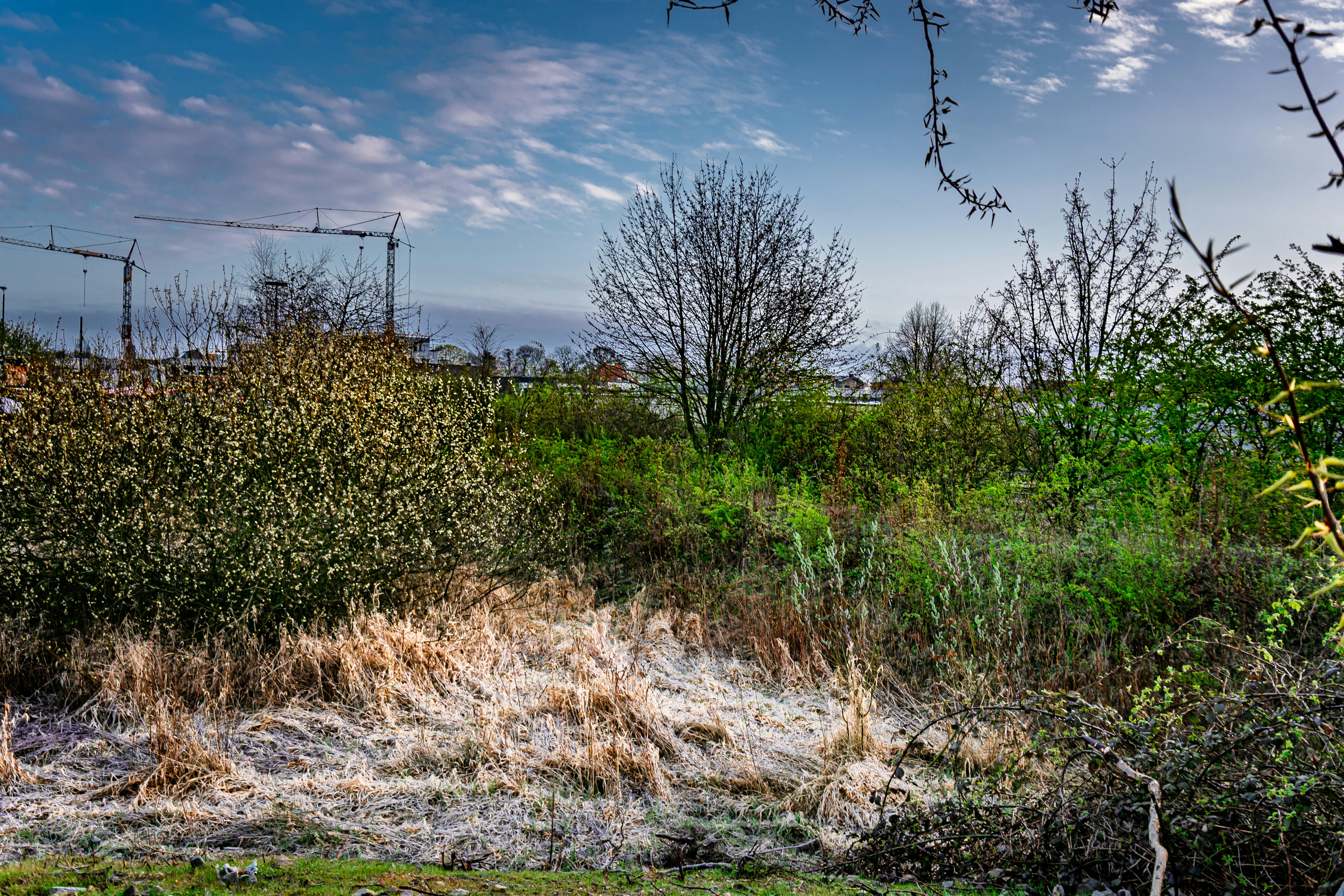 Spring Giants on the Edge of Town