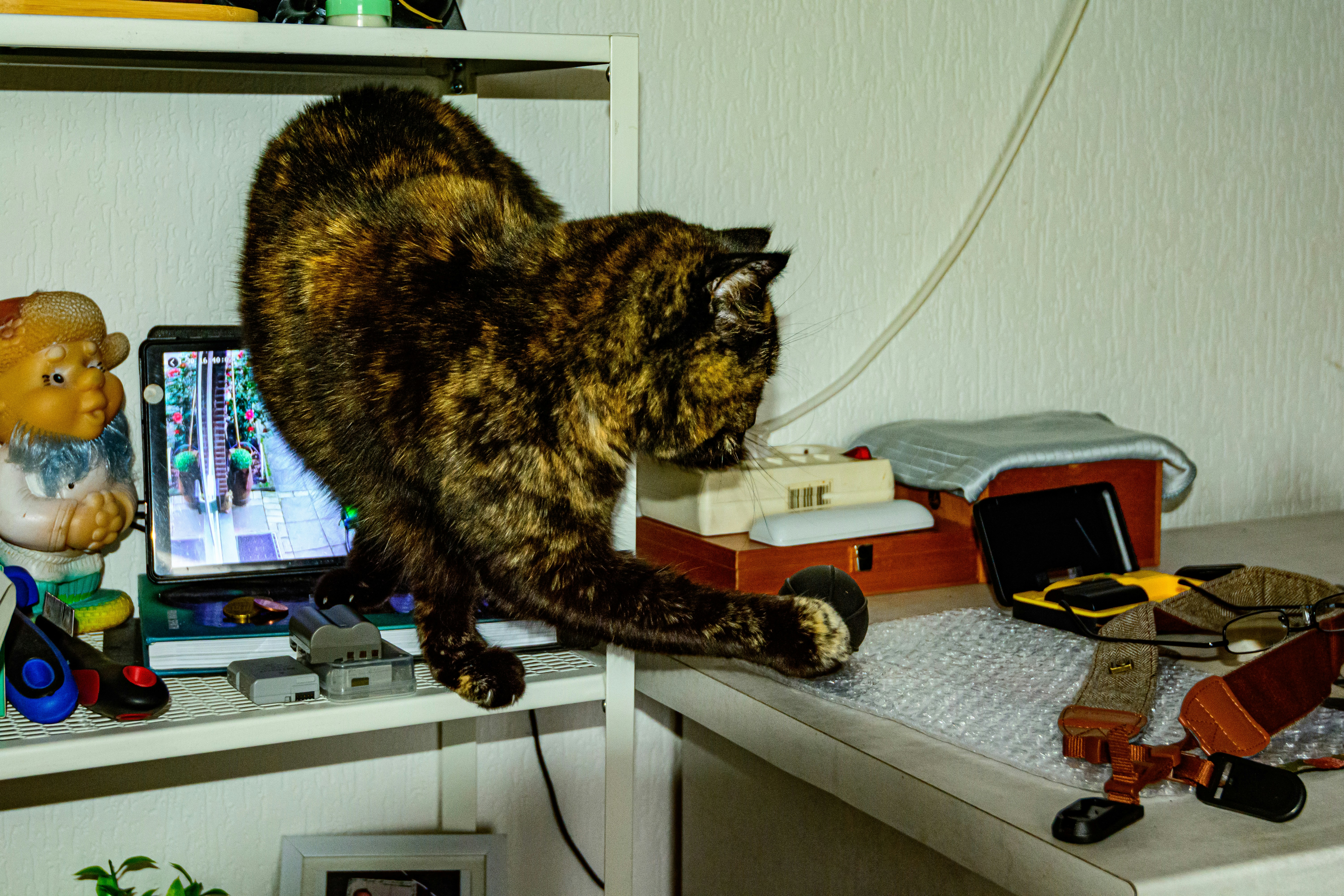 Curious Calico on the Desk: A Cat's Balancing Act