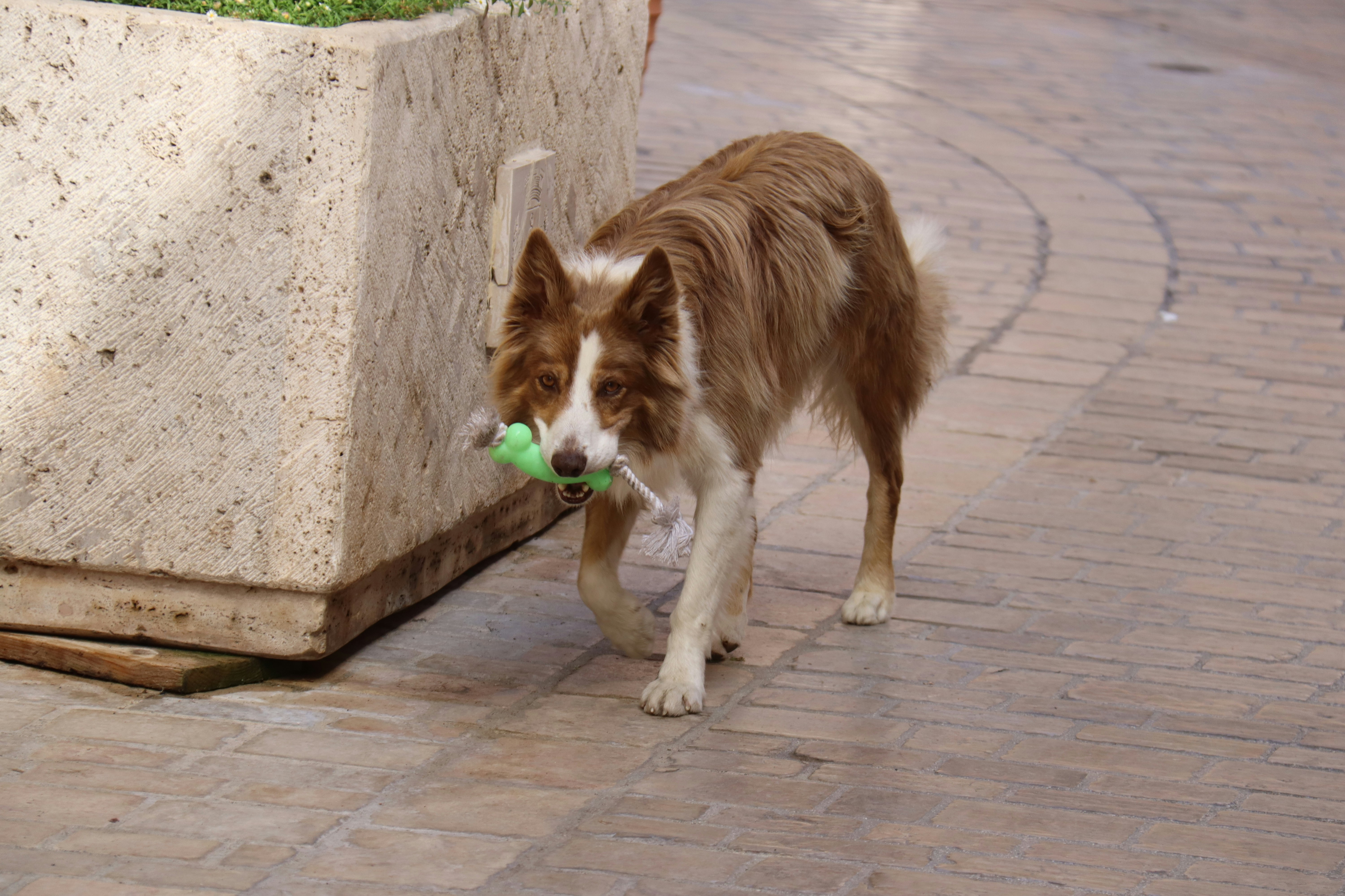 Retriever in urban plaza with green toy in tow