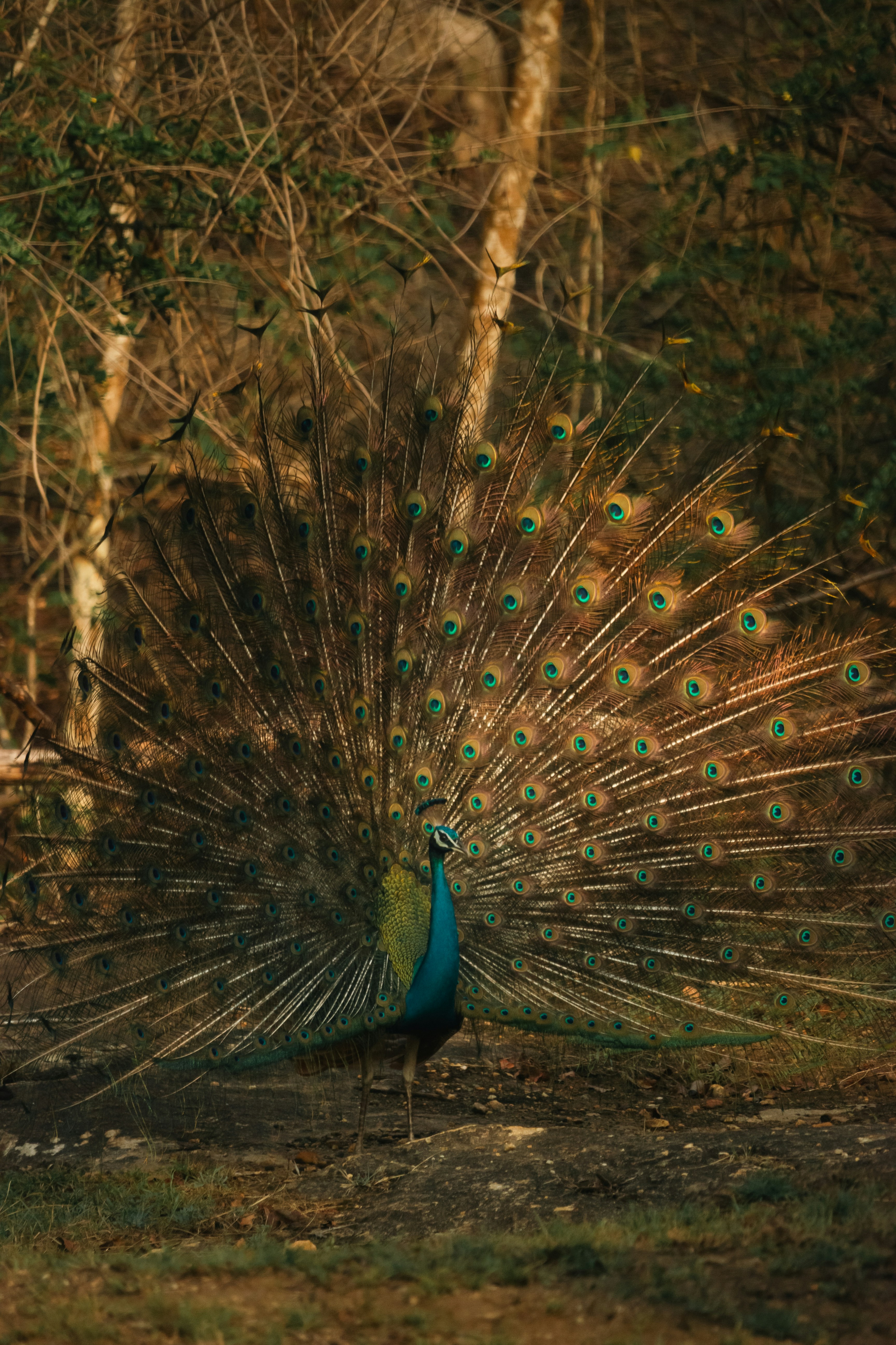Emerald Crown in the Forest: The Peacock's Display
