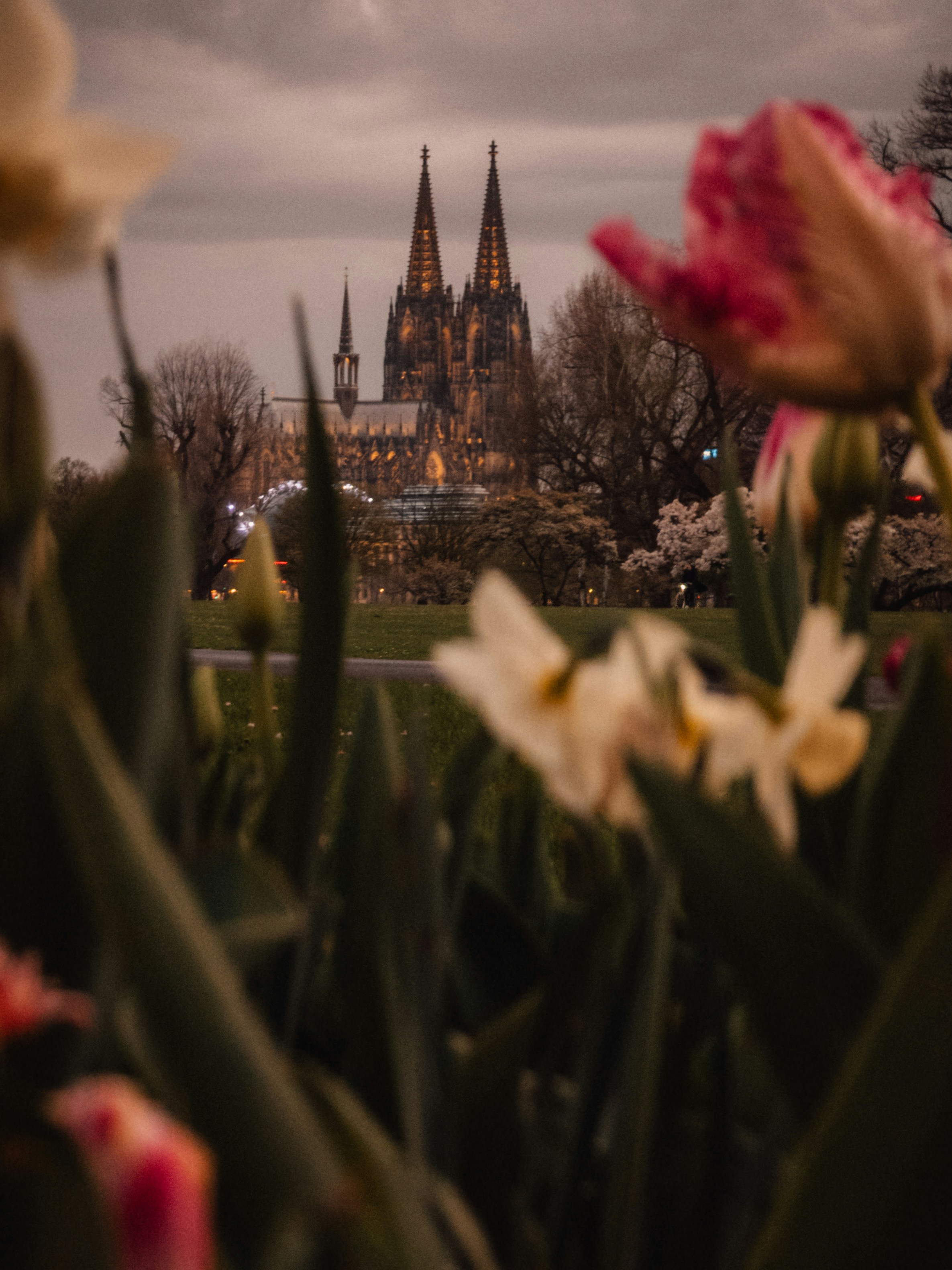 Cathedral Bloom: Tulips Framing a Gothic Silhouette