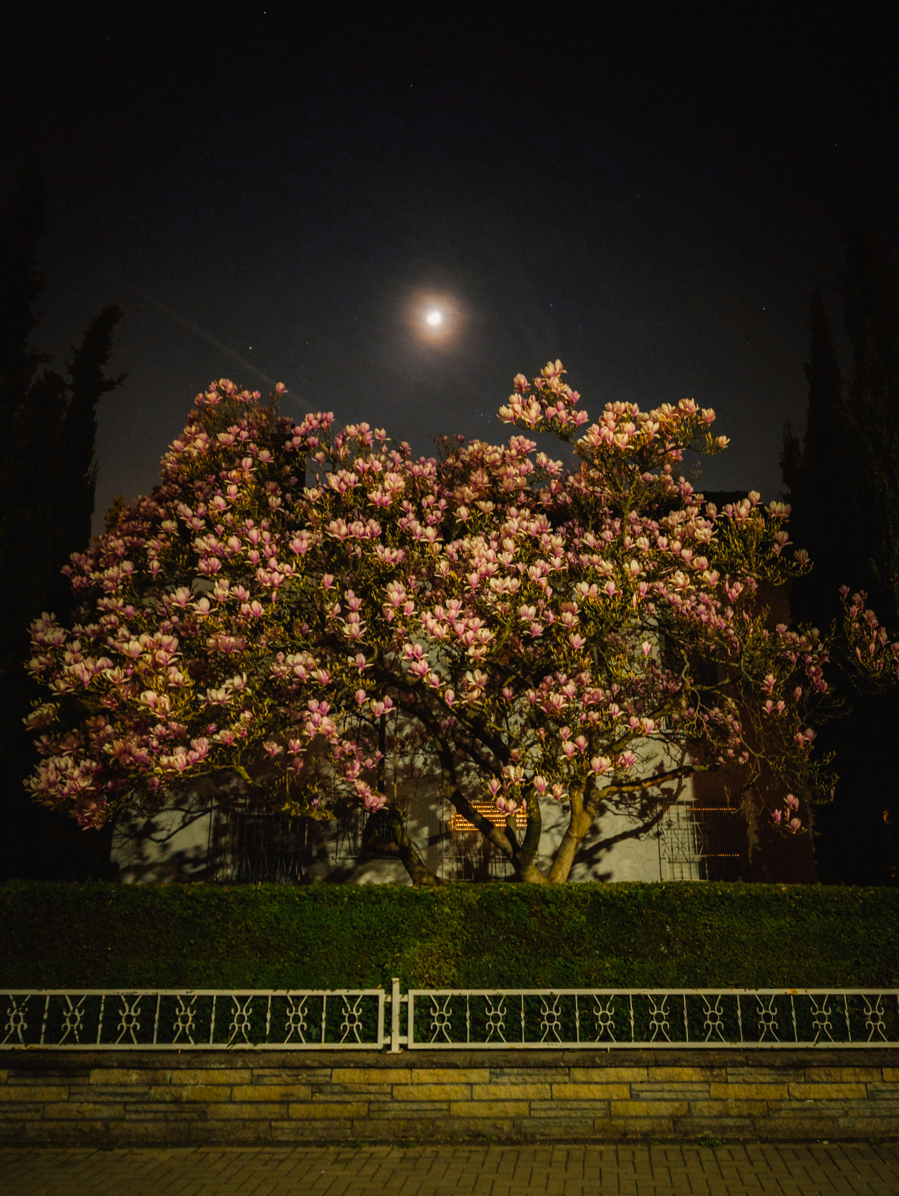 Moonlit Magnolia Under a Quiet Night