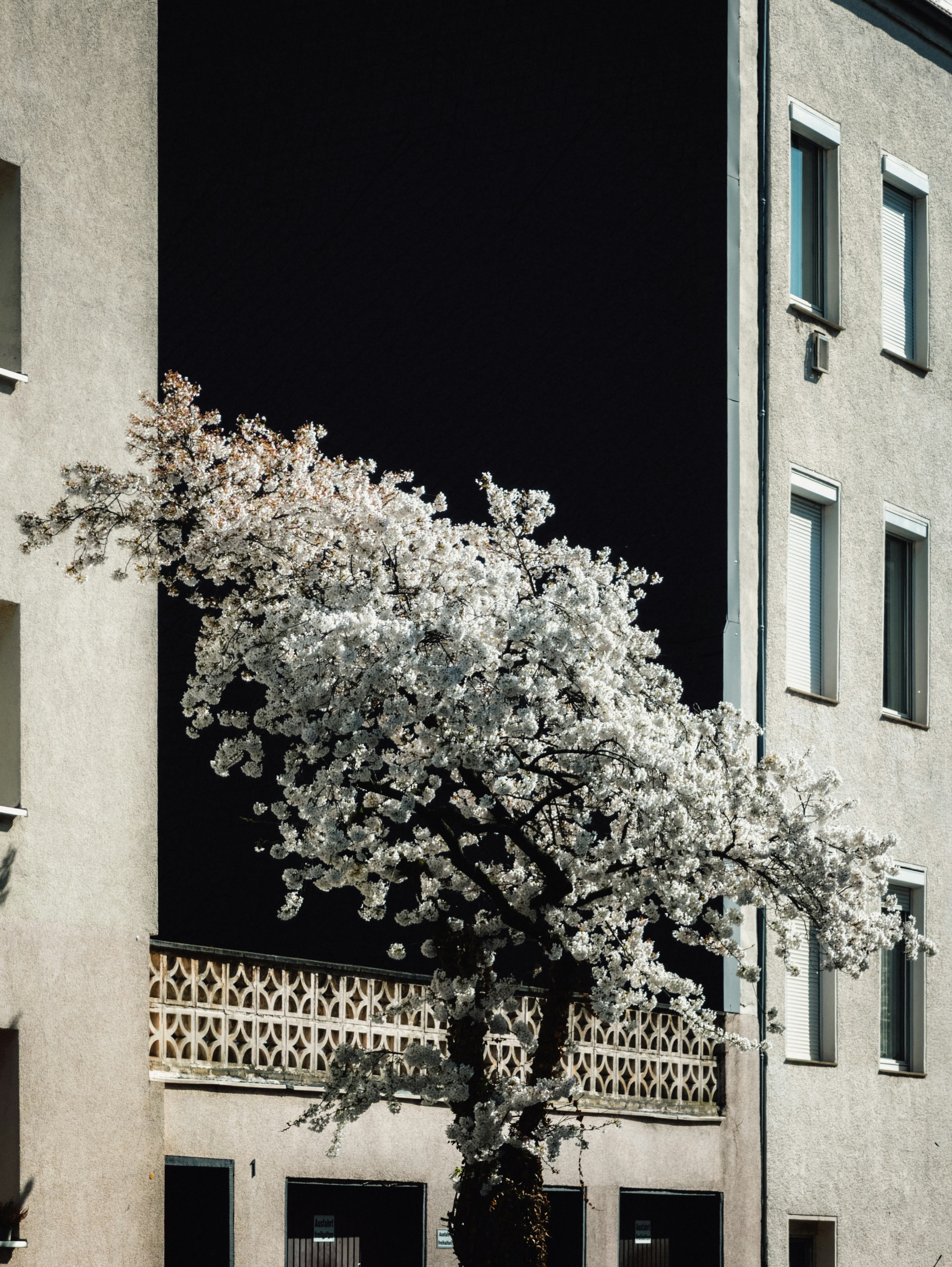  blossom between concrete and shade 