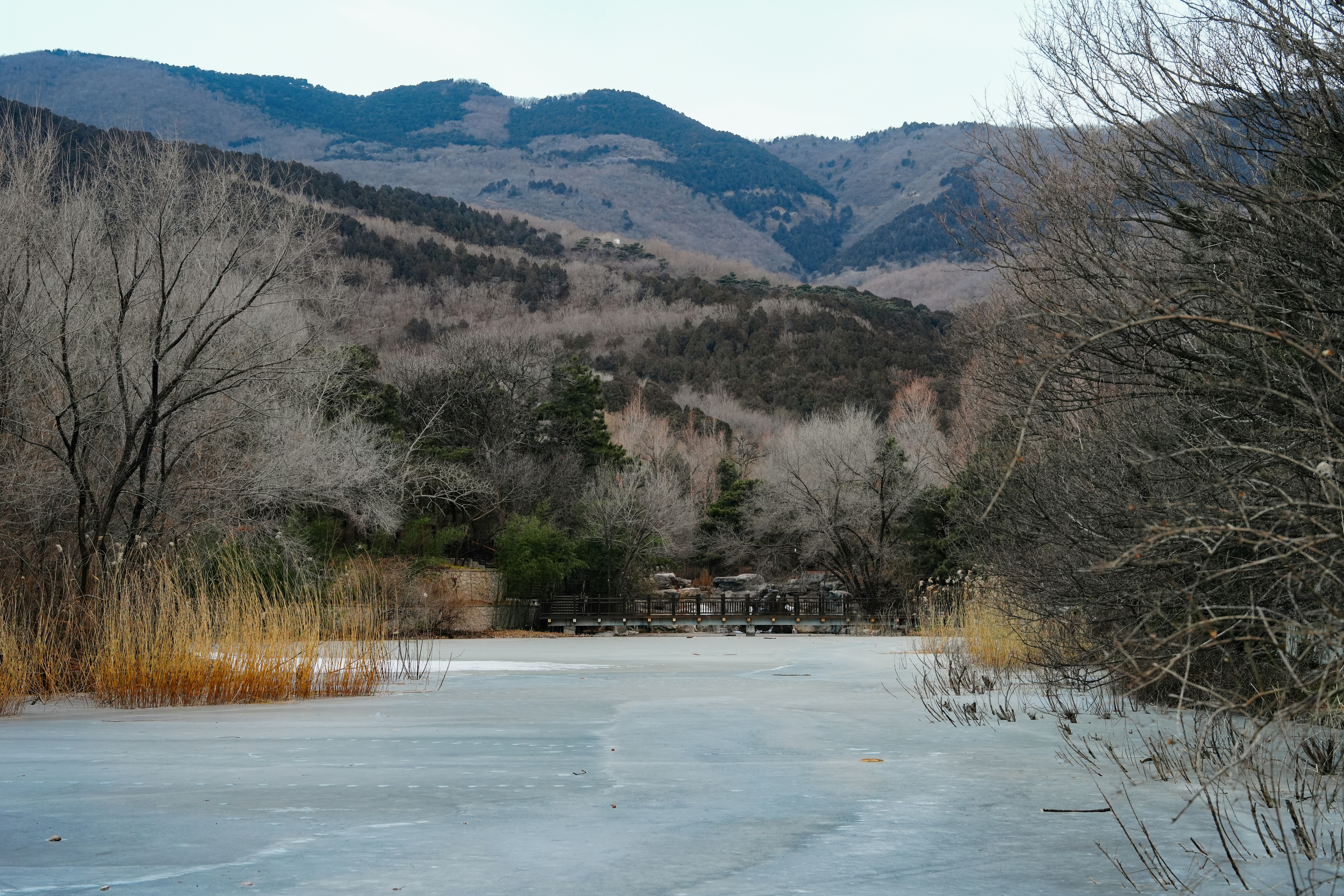 Winter Quiet: Snow-Glazed Lake Surrounded by Mountain Pines