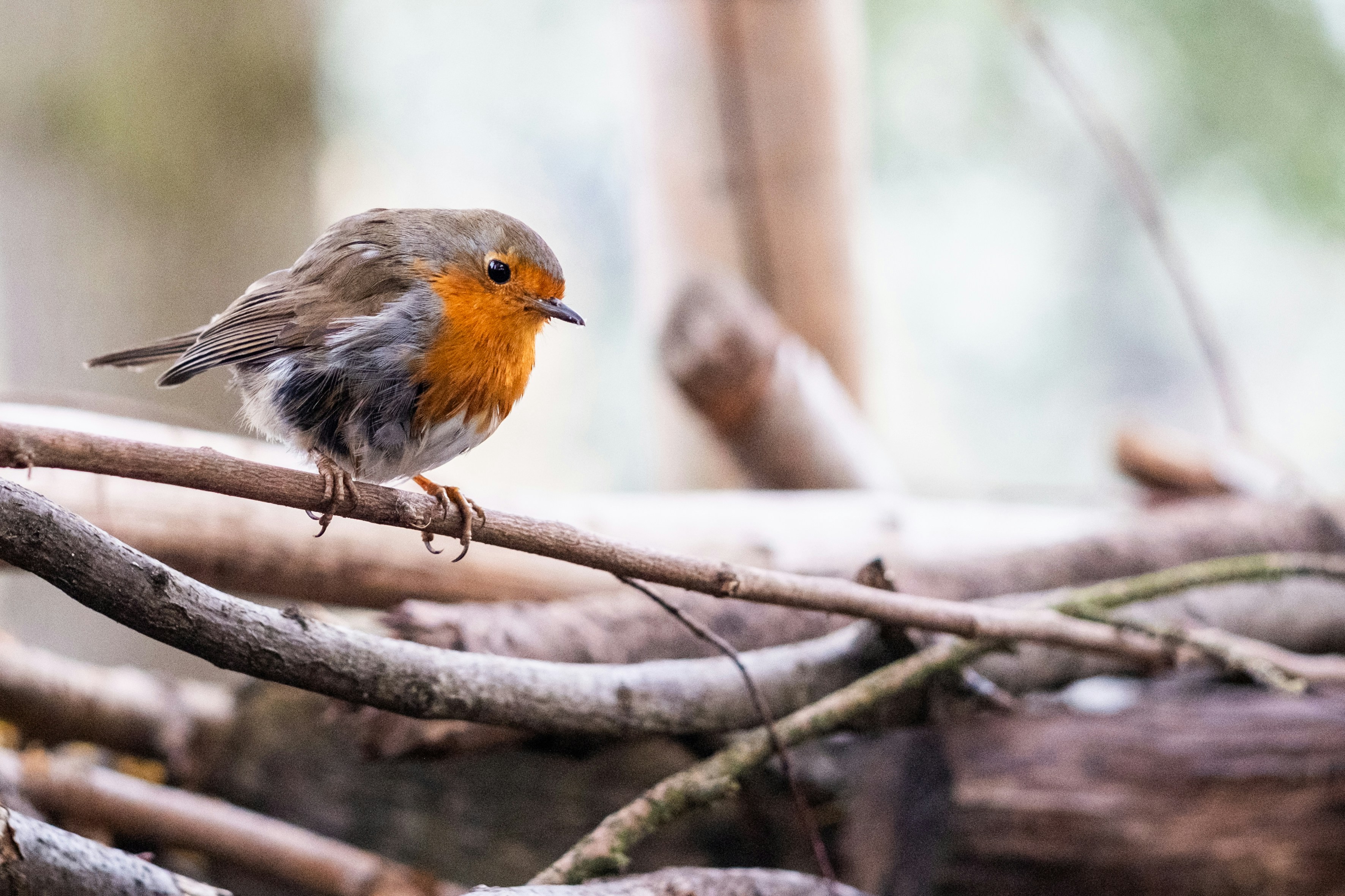 A small robin perched on entwined branches, with soft background bokeh and natural light highlighting its orange chest.