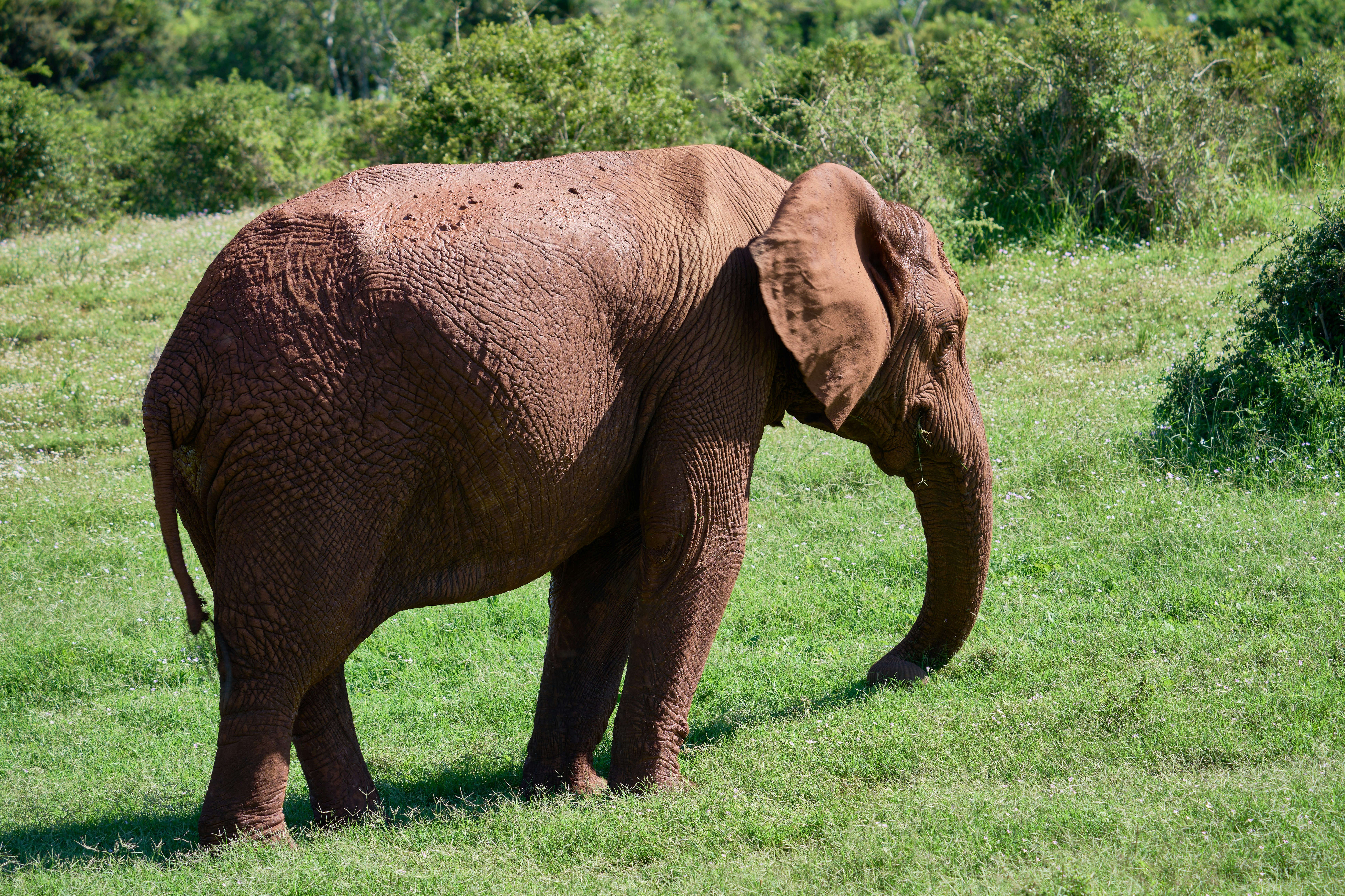 Lonely Giant: An Elephant Treads Quietly Across Emerald Grass
