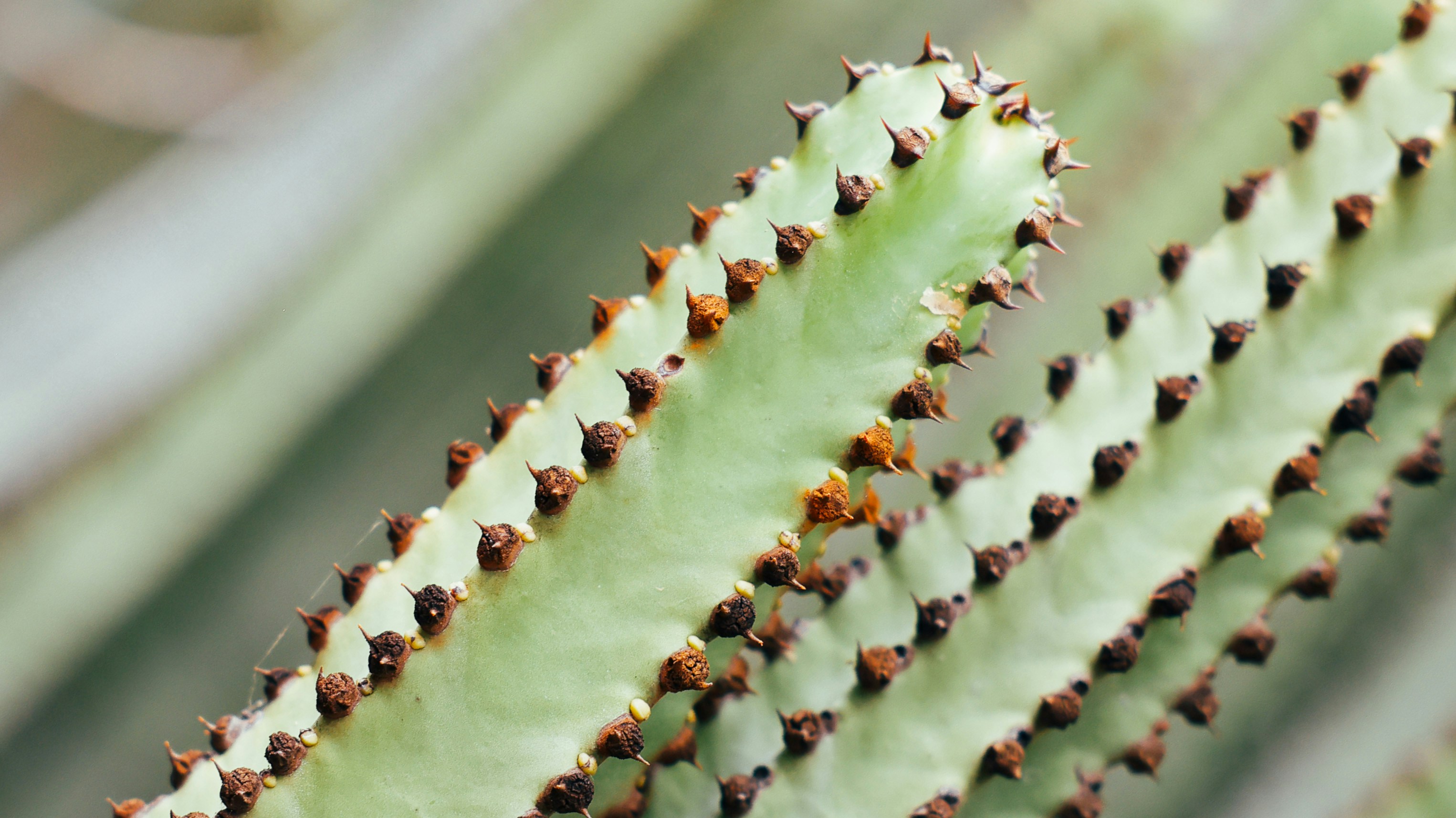 Prickly Green Ridges: Close-Up of Cactus Spines