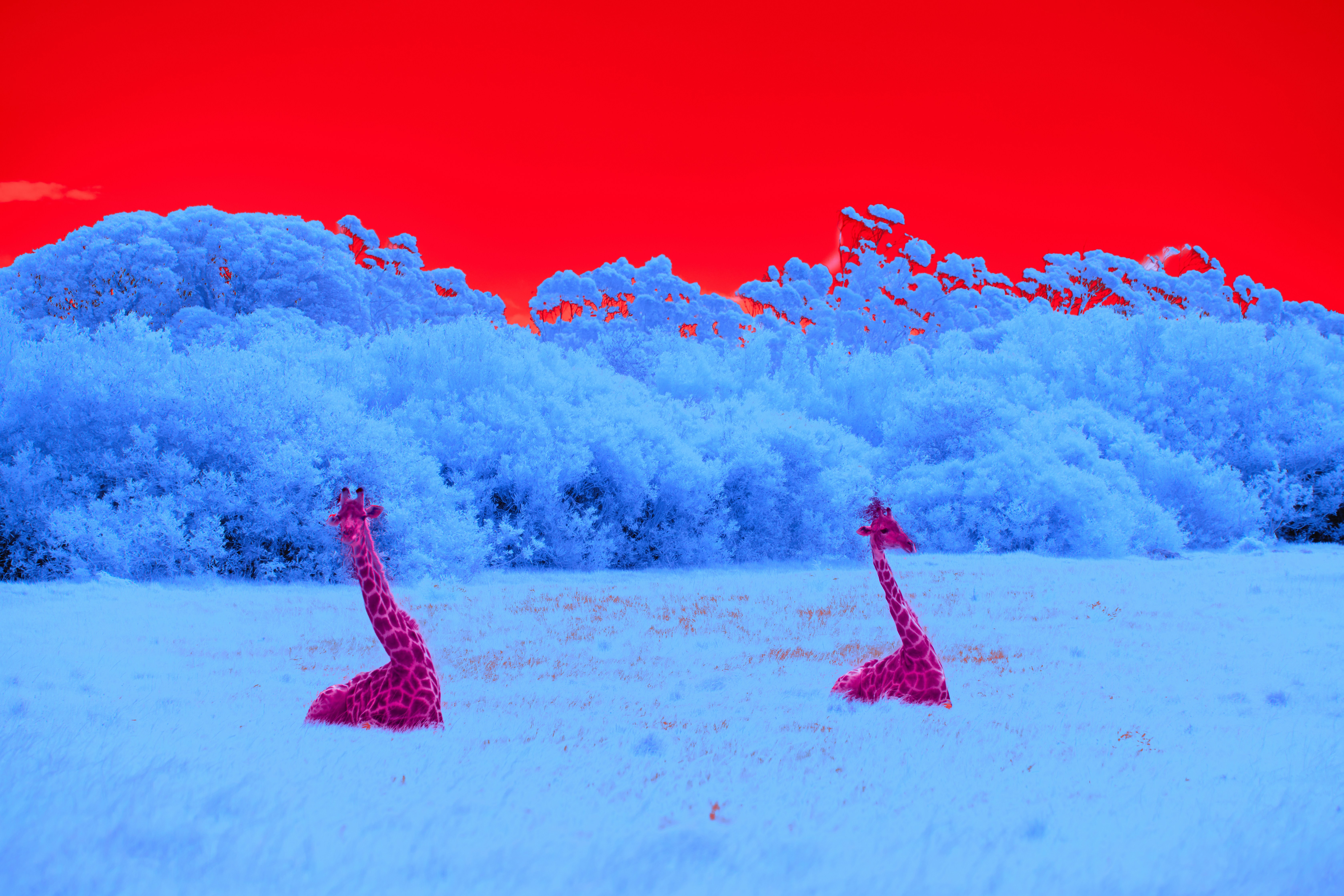 Giraffes in an Alien Sunset: Dual Reach Above a Neon Snowfield
