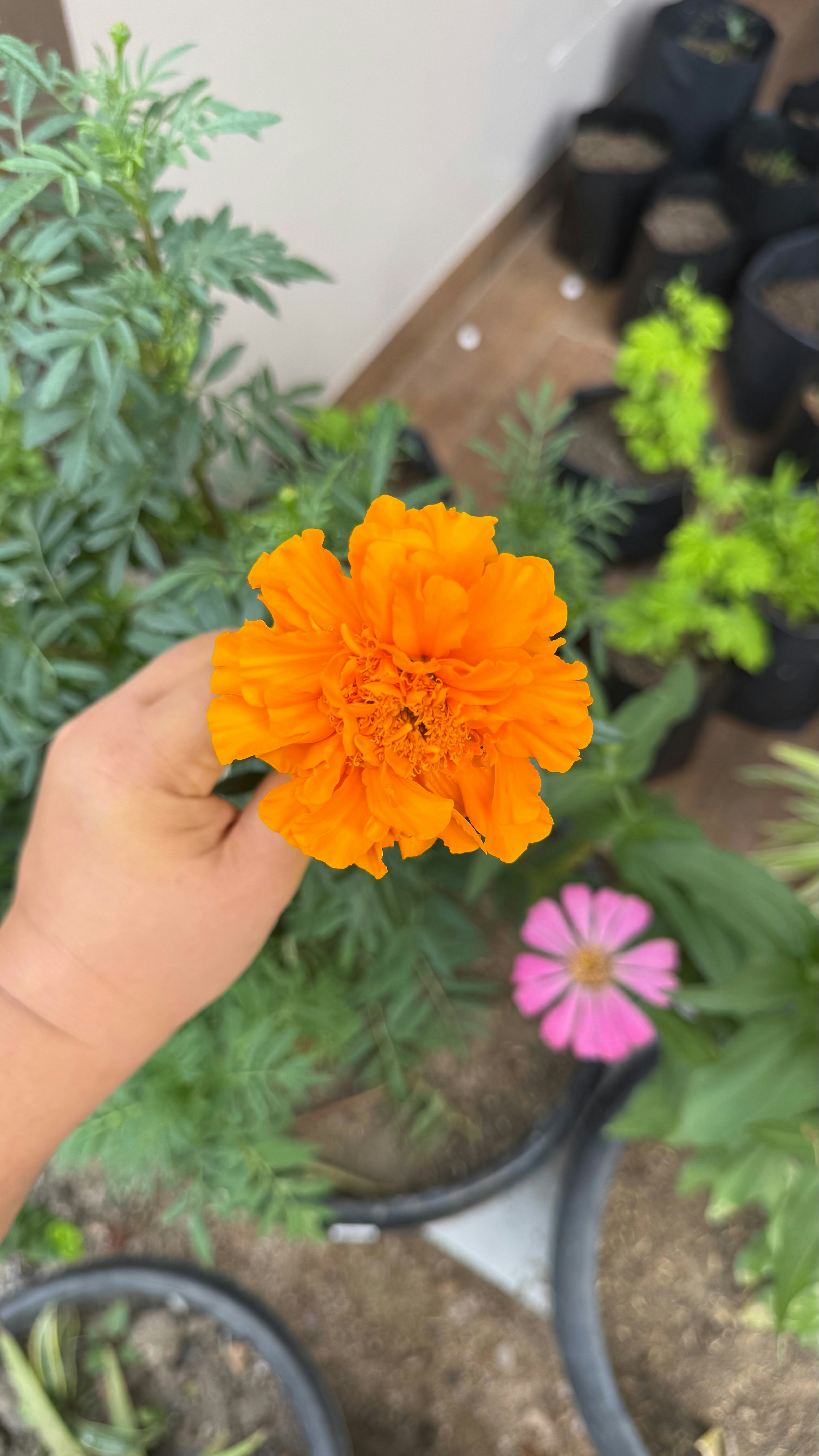 Orange blossom held aloft in a gardener’s courtyard